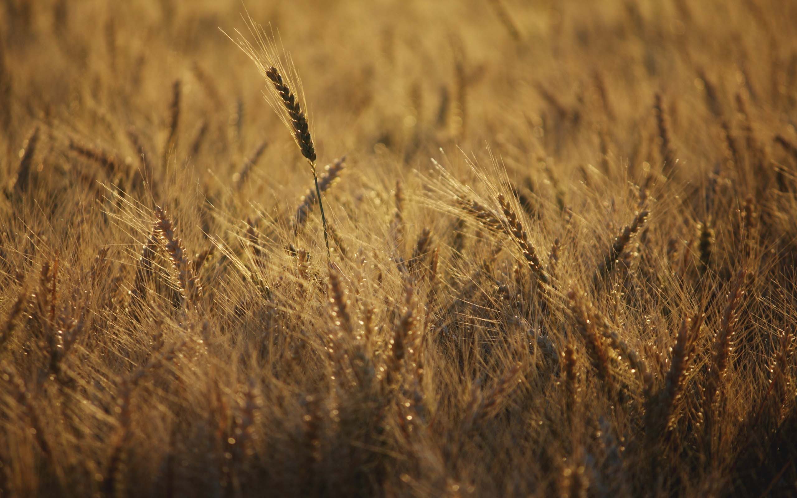 Download Nature Wheat HD Wallpaper