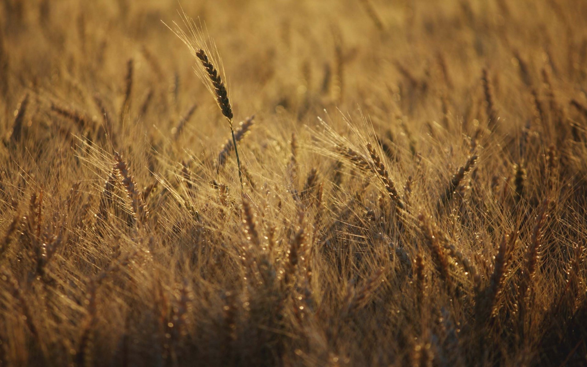 Download Nature Wheat HD Wallpaper