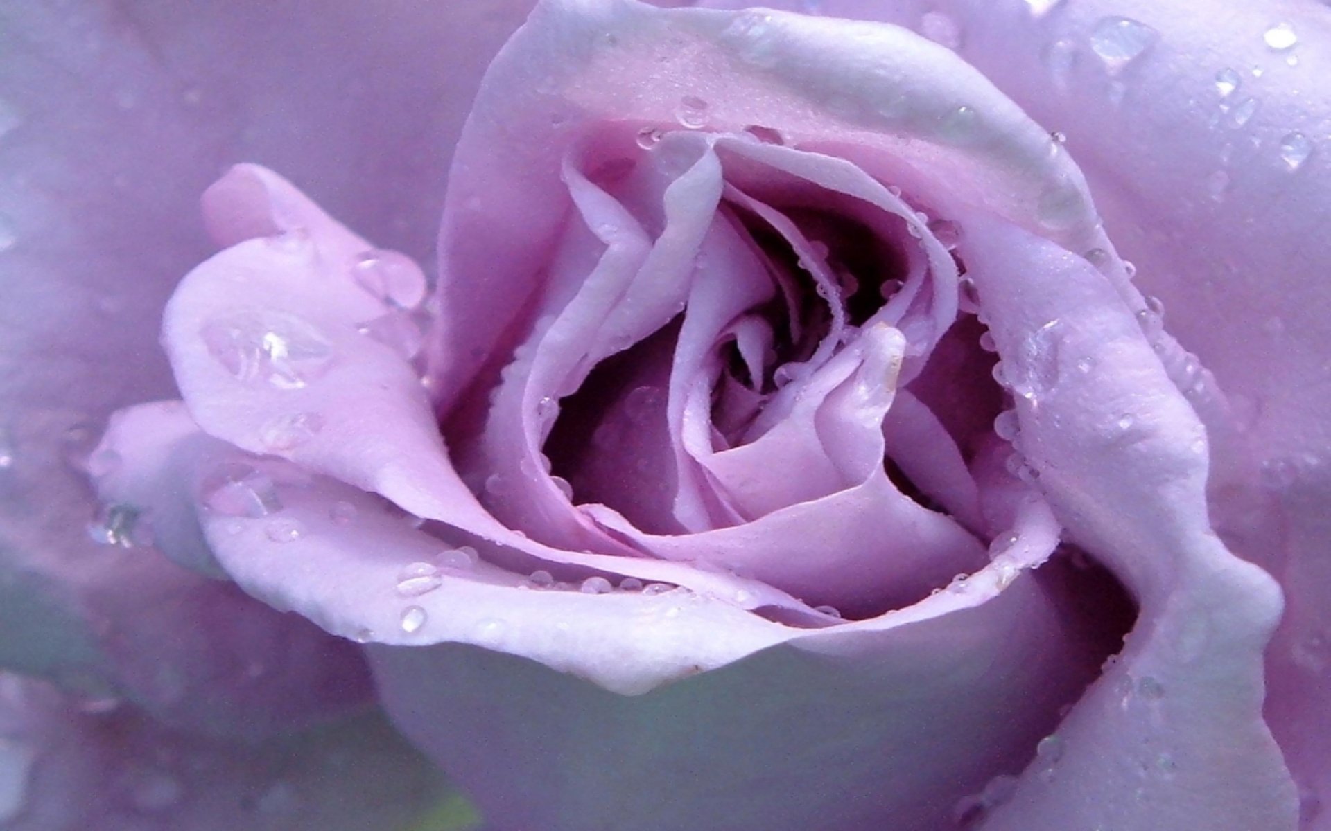 Download Nature Rose HD Wallpaper