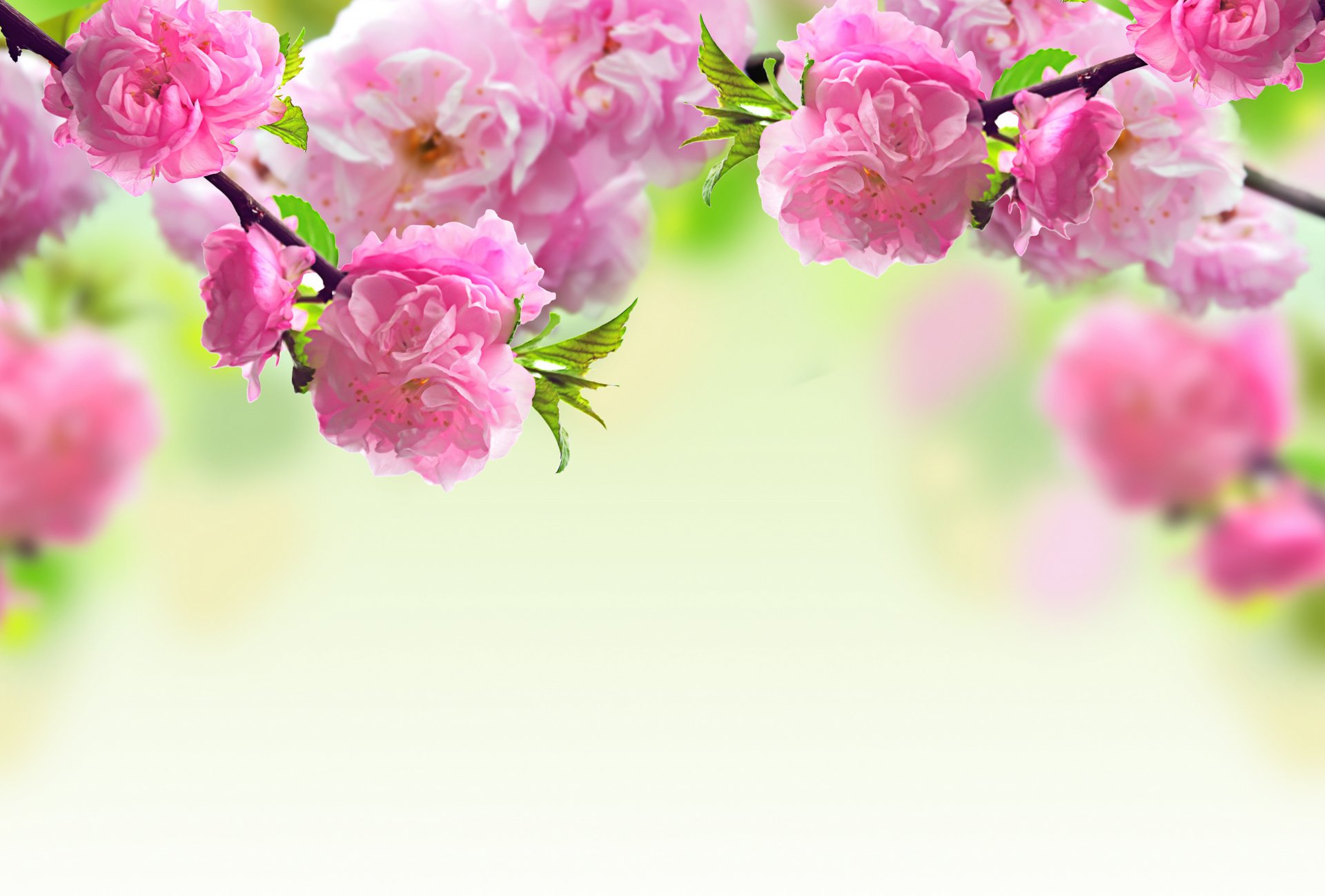 [240+] Blossom 4k Wallpapers