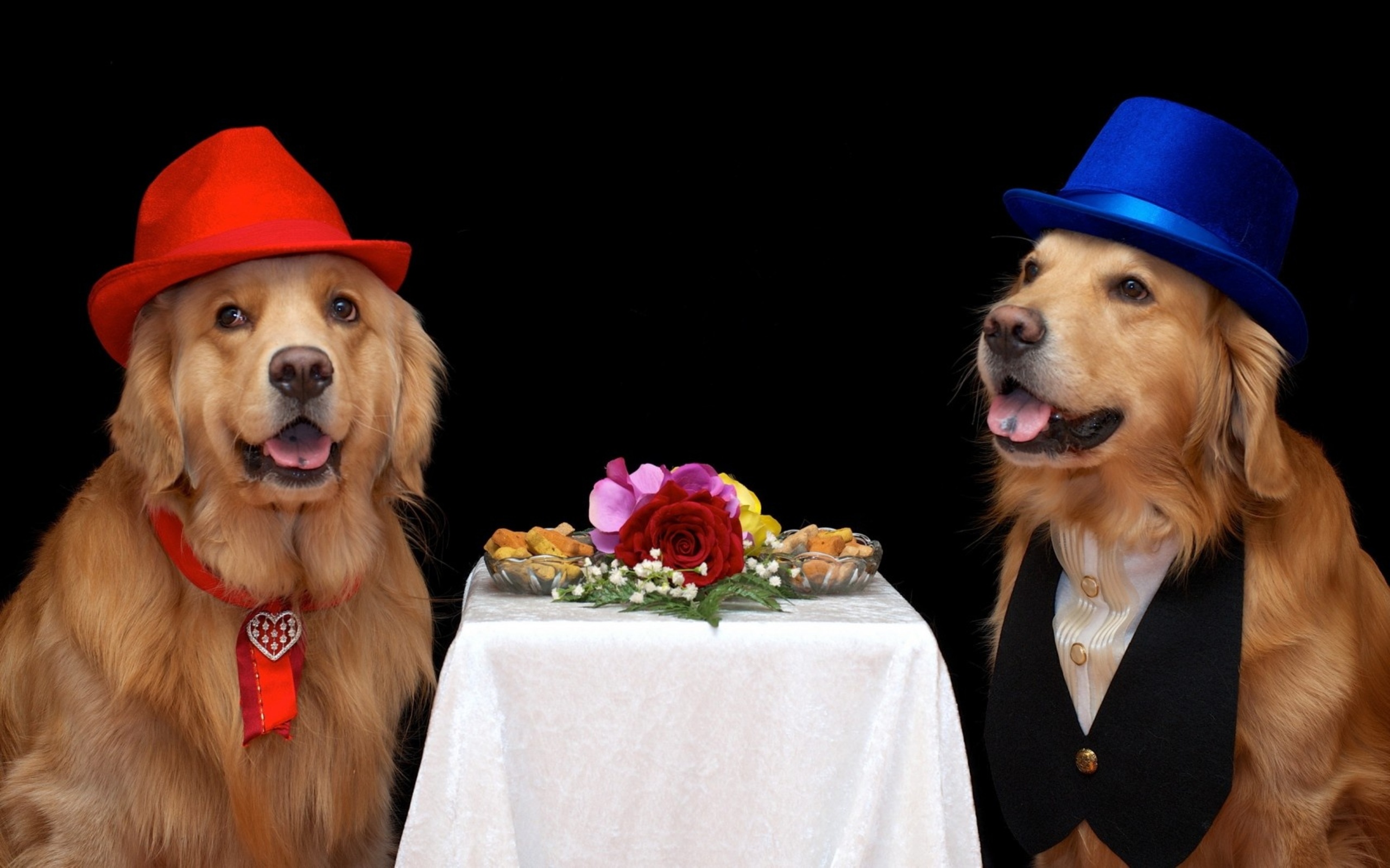 Charming Canine Companions: HD Wallpaper Celebration