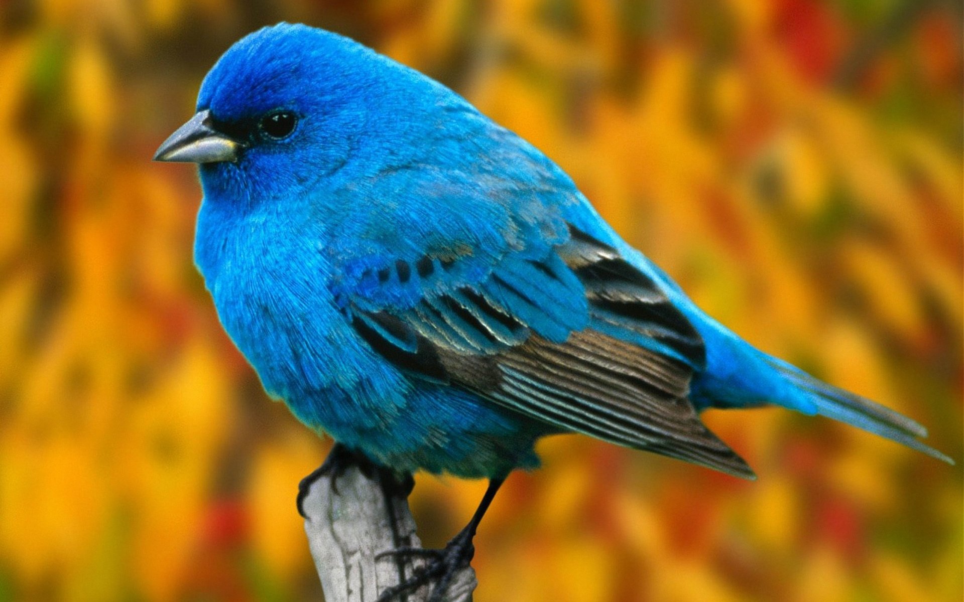 Download Animal Indigo Bunting HD Wallpaper