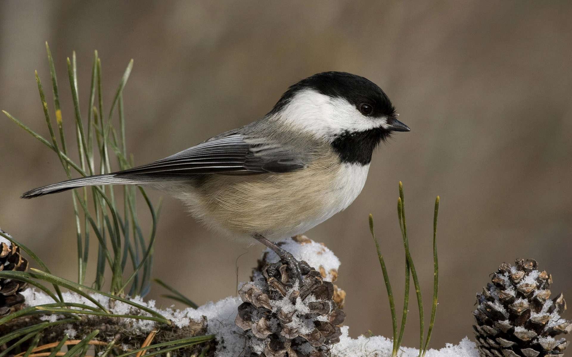 Chickadee Charm: Stunning HD Wallpaper of Nature