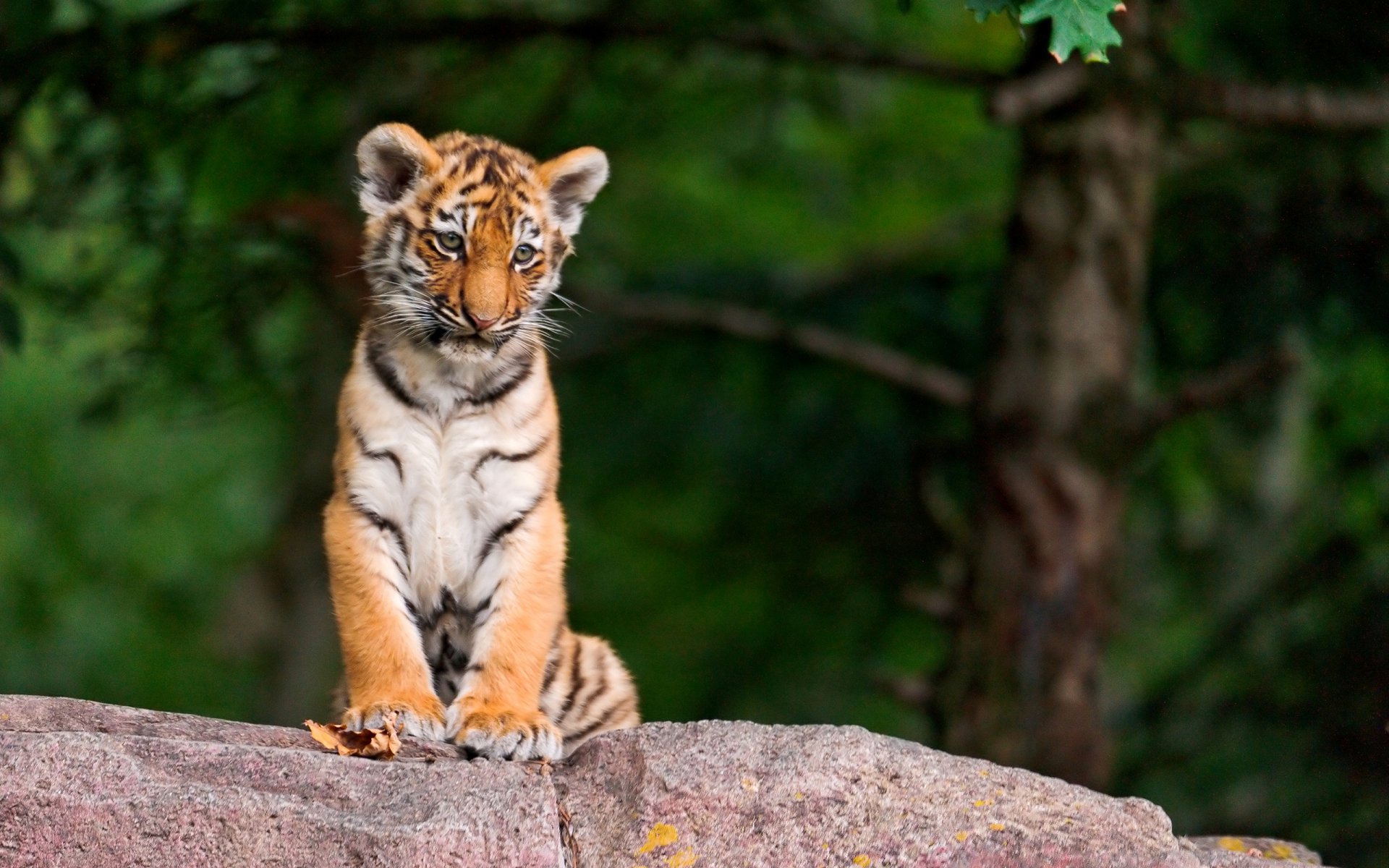 Stunning HD Wallpaper of a Majestic Tiger | 2560x1600 | Wallpaper Abyss