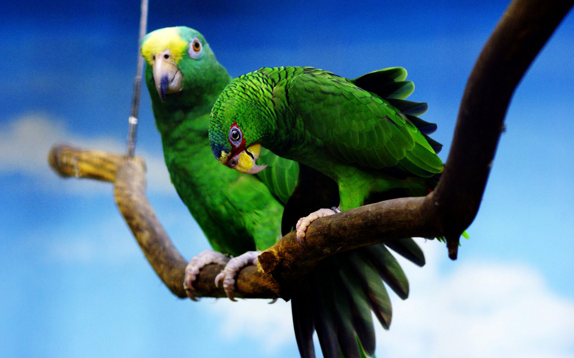 Vibrant Parrots: HD Wallpaper of Nature's Colorful Birds