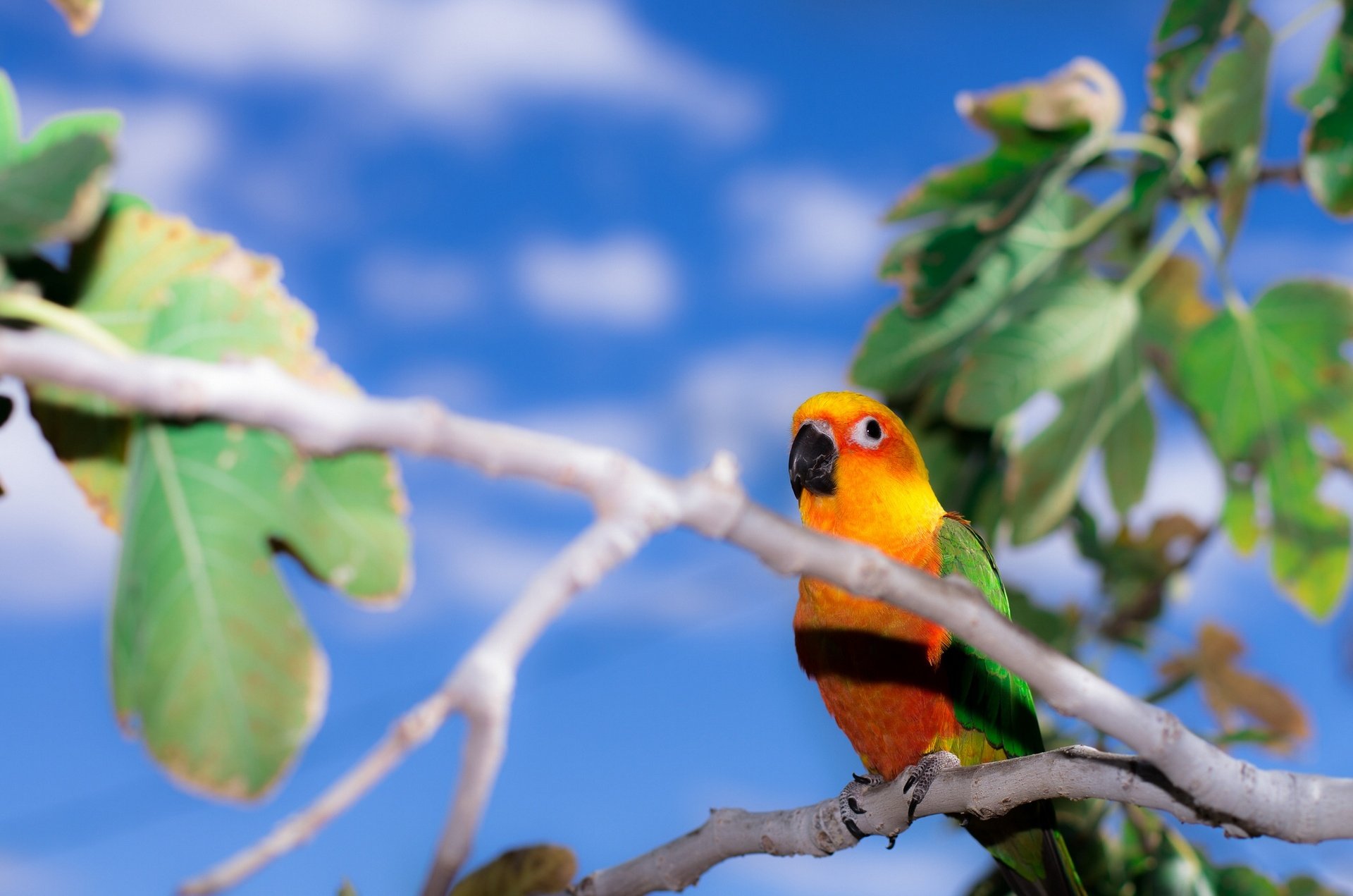 Parrot Os Wallpaper 4k 1024x576 Download Hd Wallpaper