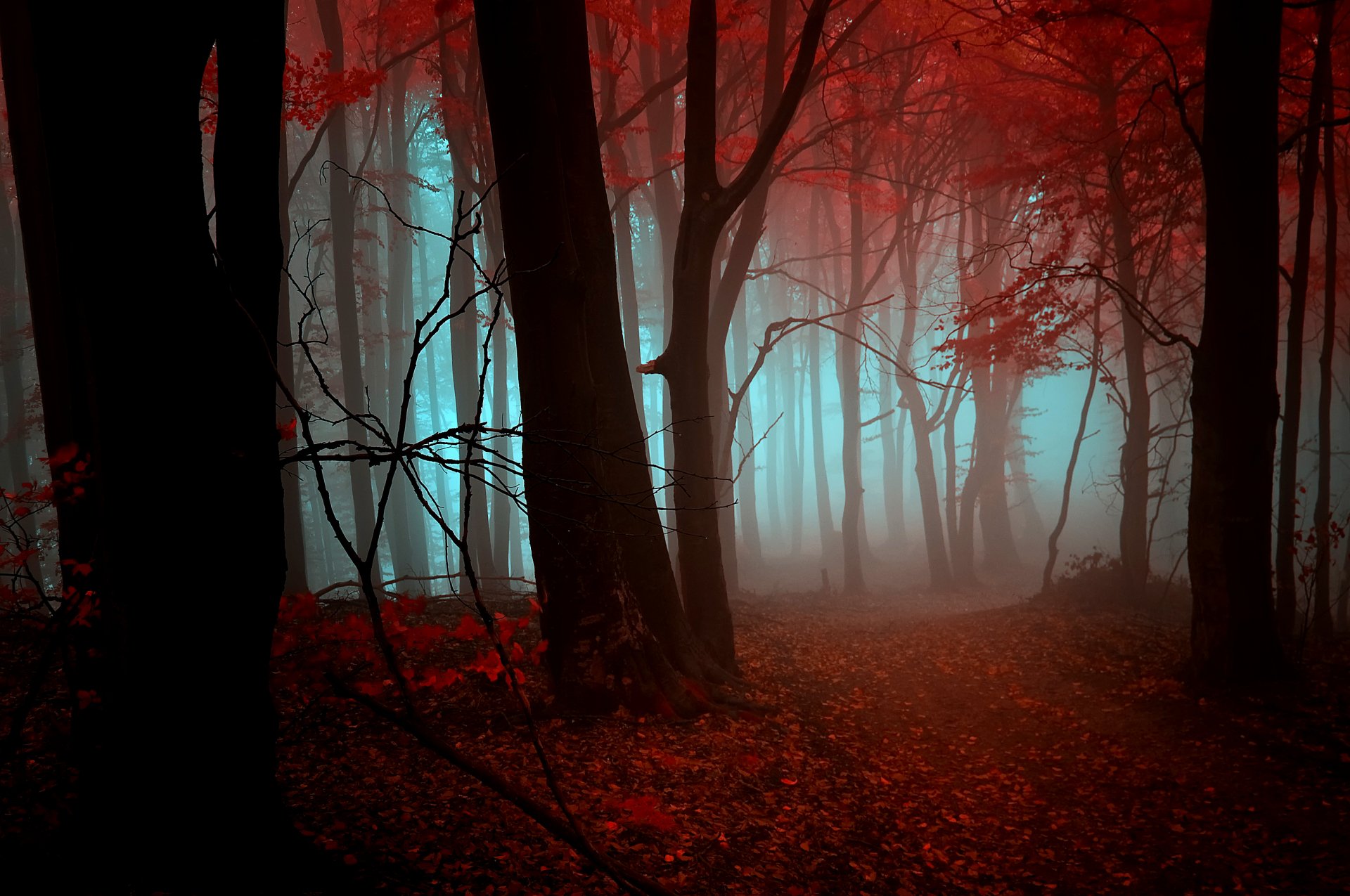 Teal Mist in Crimson Forest — 2K Quad HD Wallpaper | 3306x2195 ...
