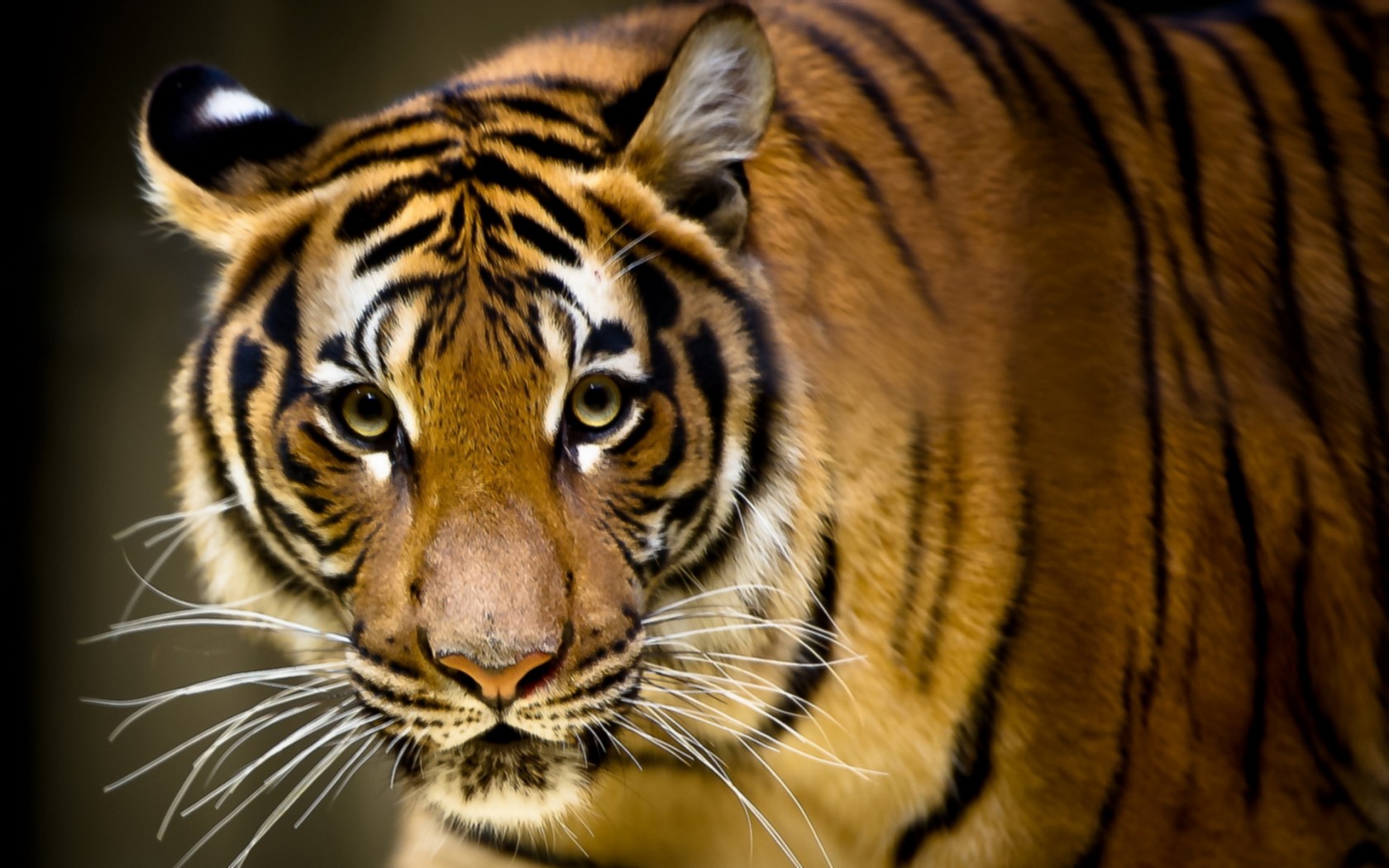 Download Animal Tiger Wallpaper