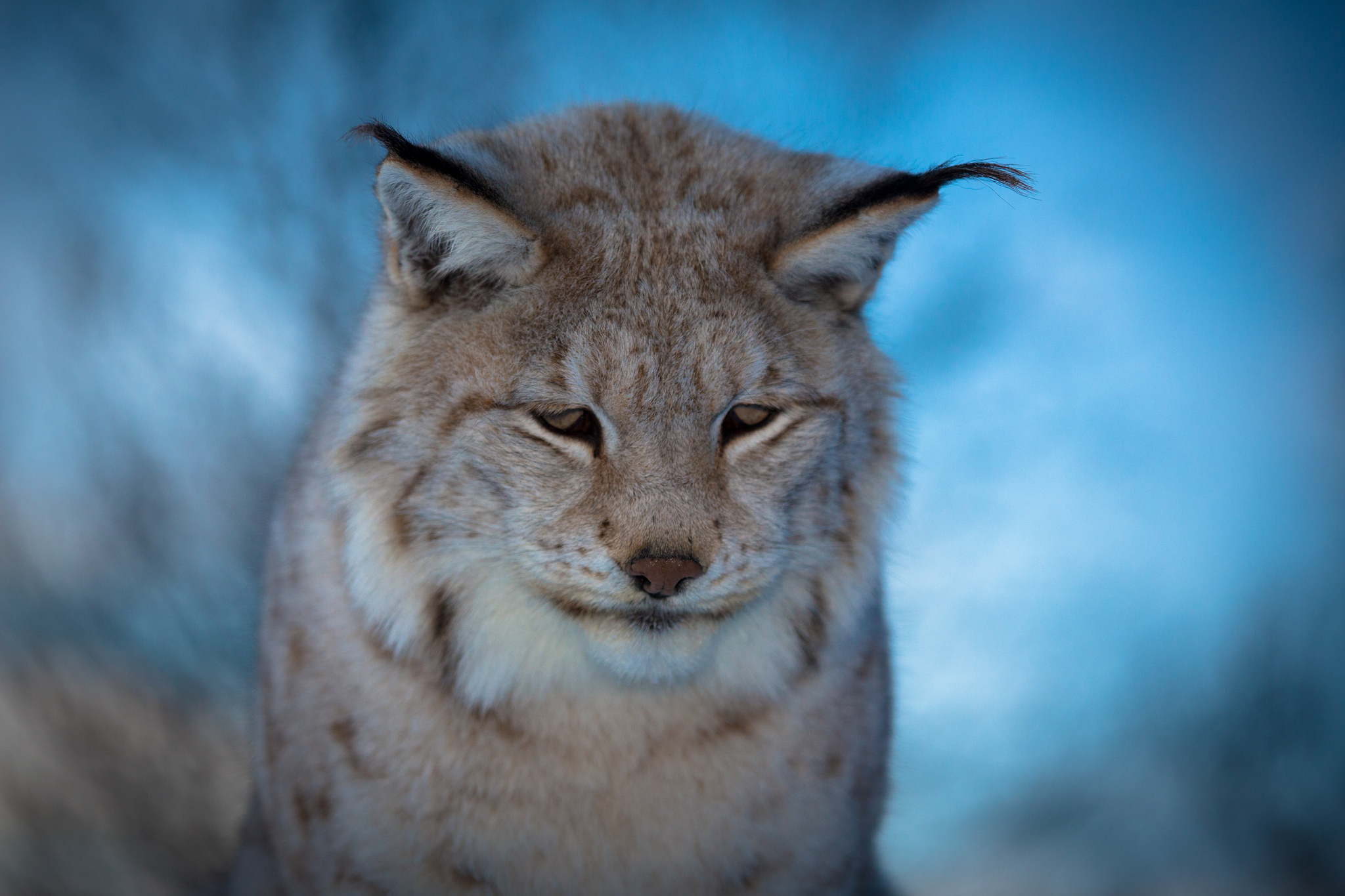 Download Animal Lynx HD Wallpaper