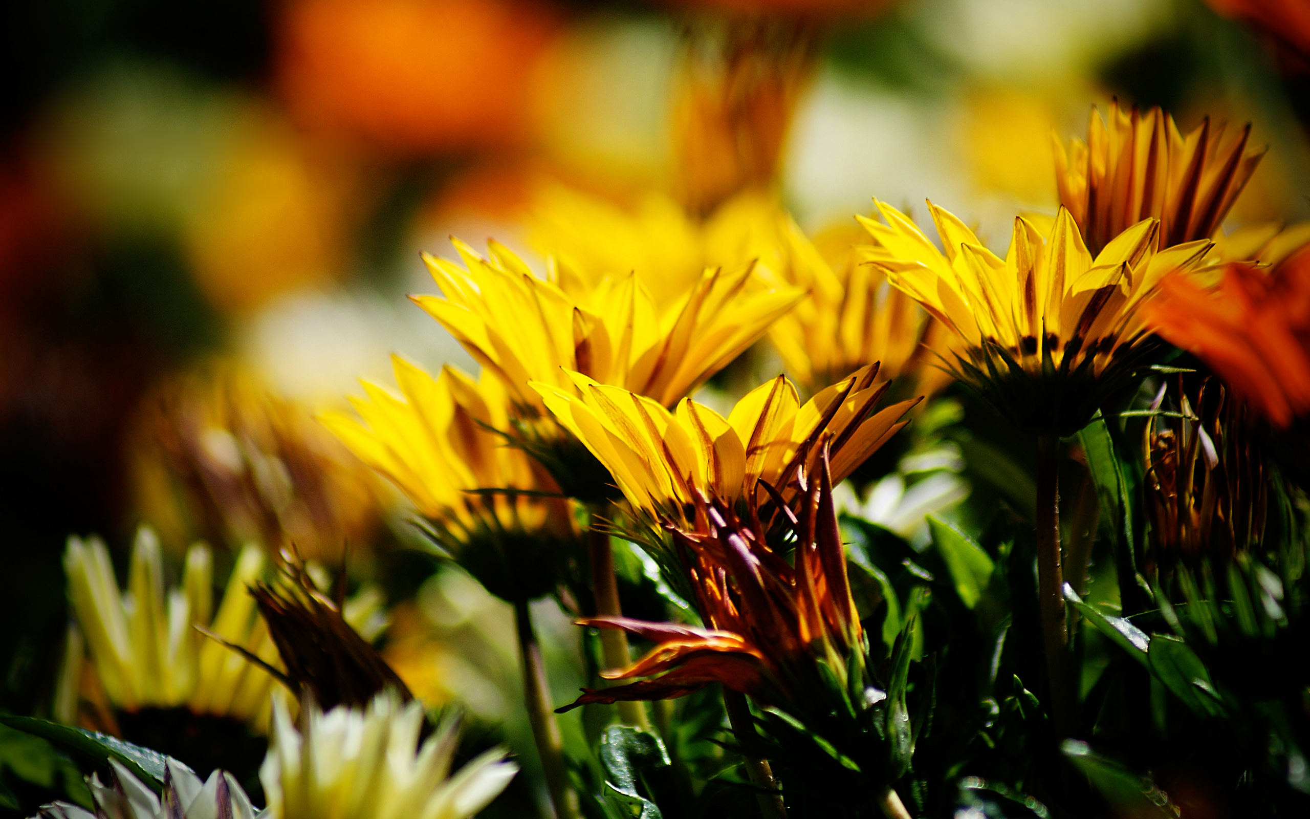 Download Nature Flower HD Wallpaper