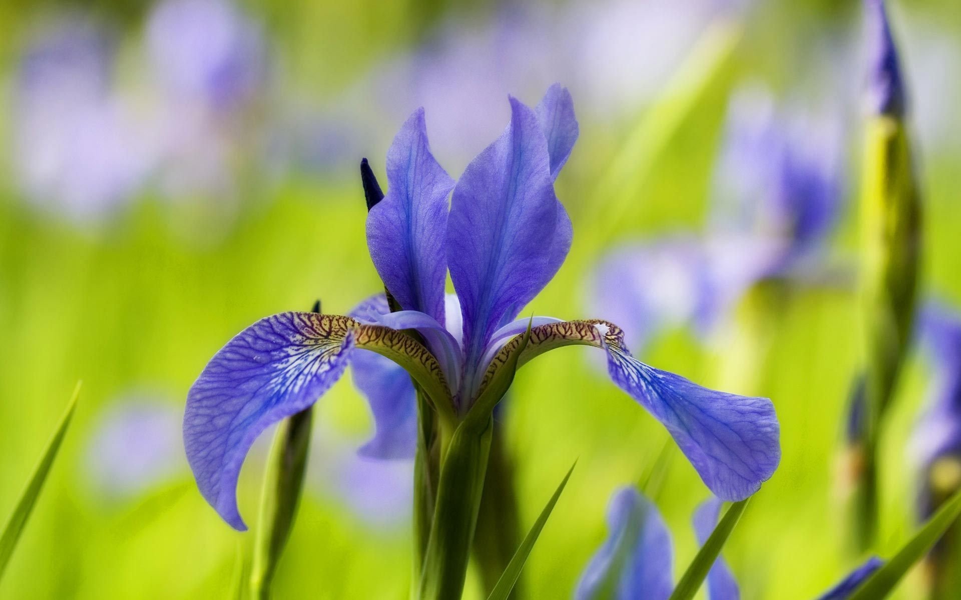Download Purple Flower Flower Nature Iris HD Wallpaper | 1920x1200 ...