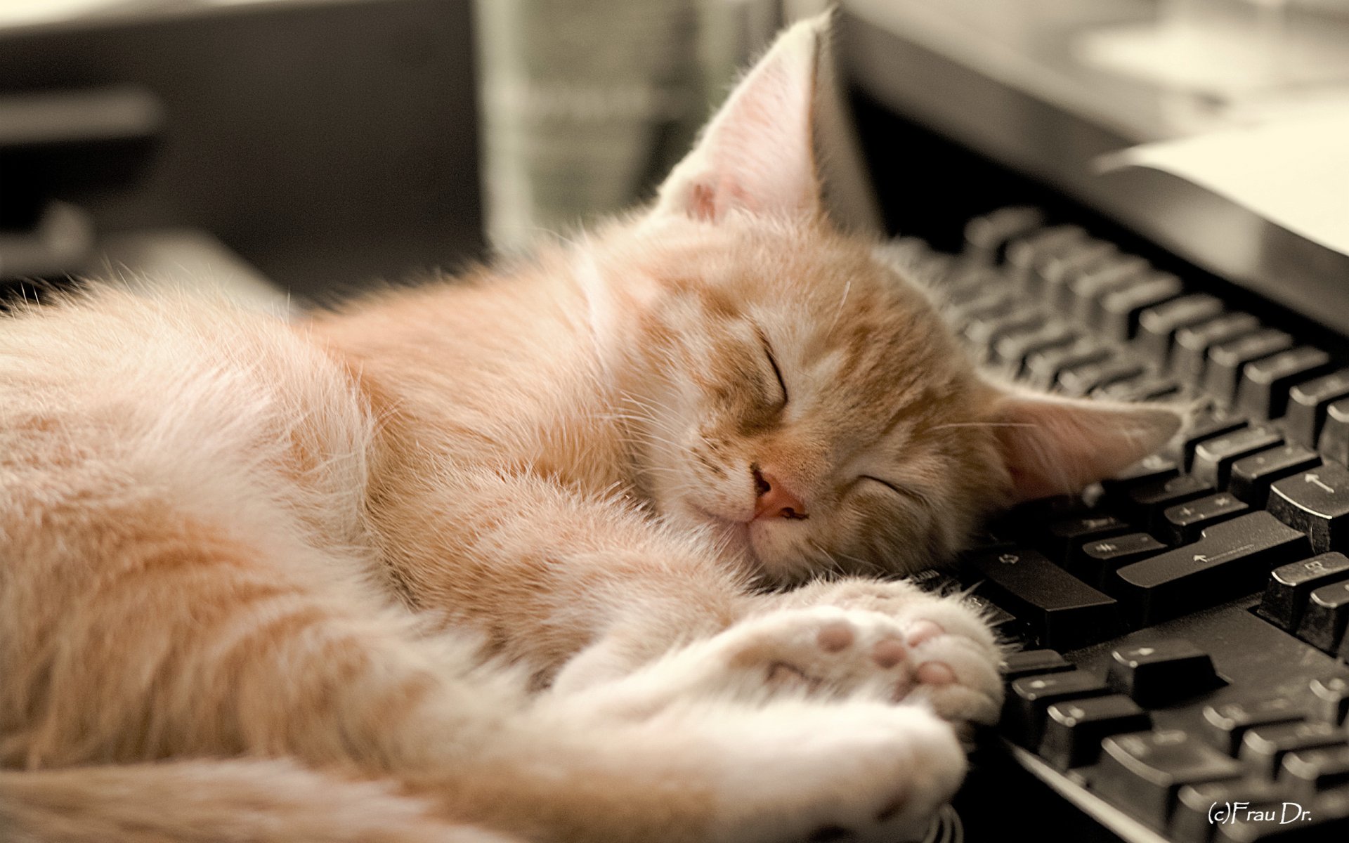 Adorable Cat Nap - HD Wallpaper