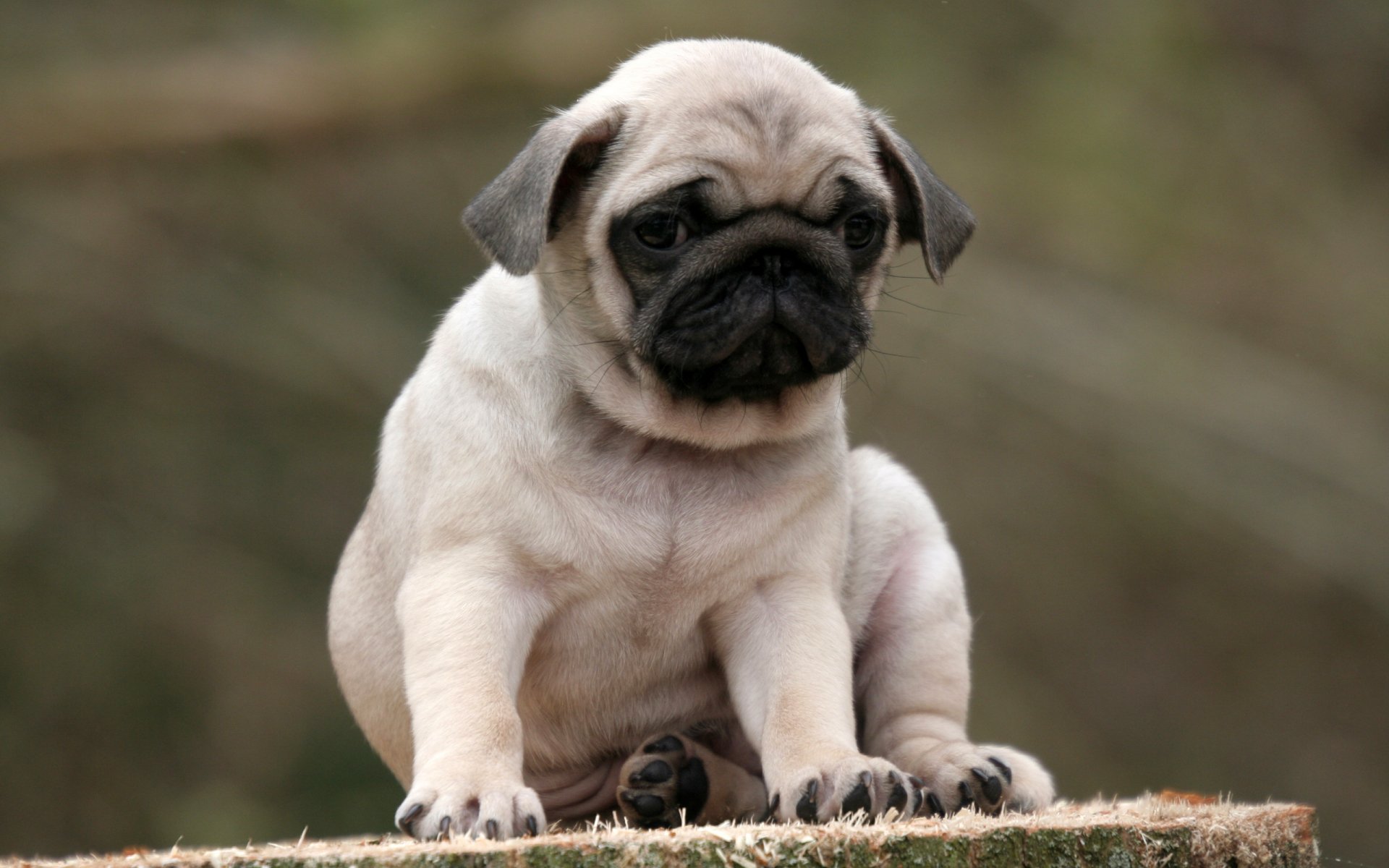 Adorable Pug HD Wallpaper: Ultimate Cuteness