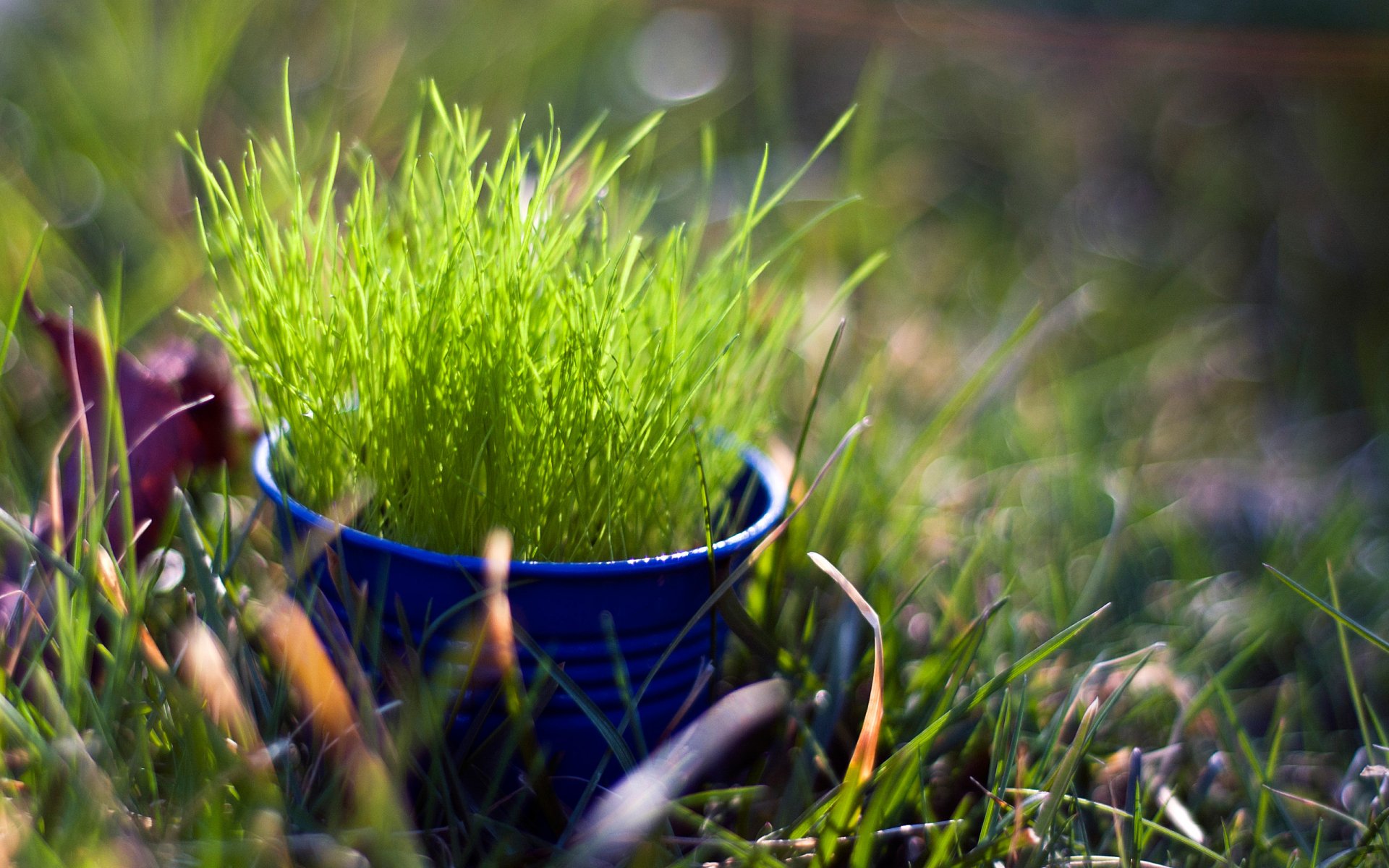 Download Nature Grass HD Wallpaper