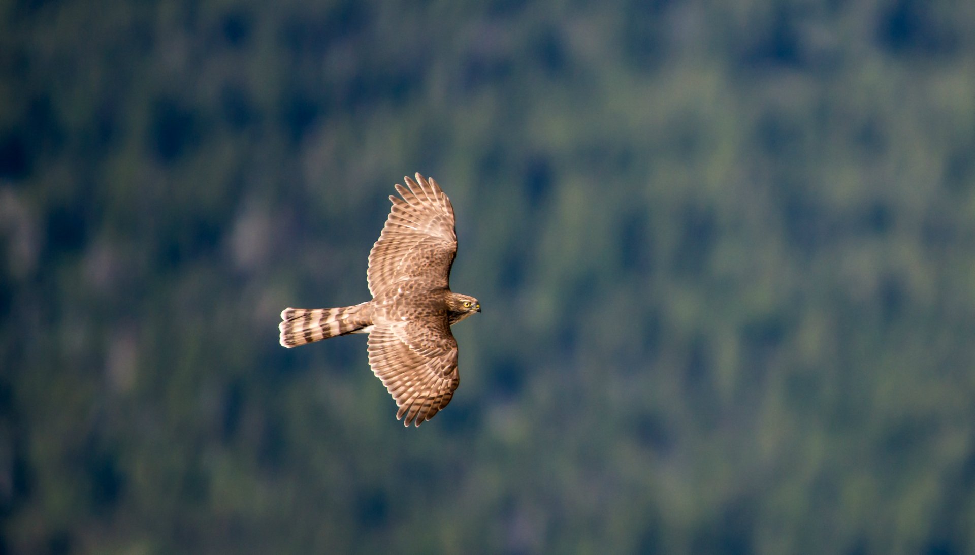 Majestic Falcon in Flight – Stunning HD Animal Wallpaper