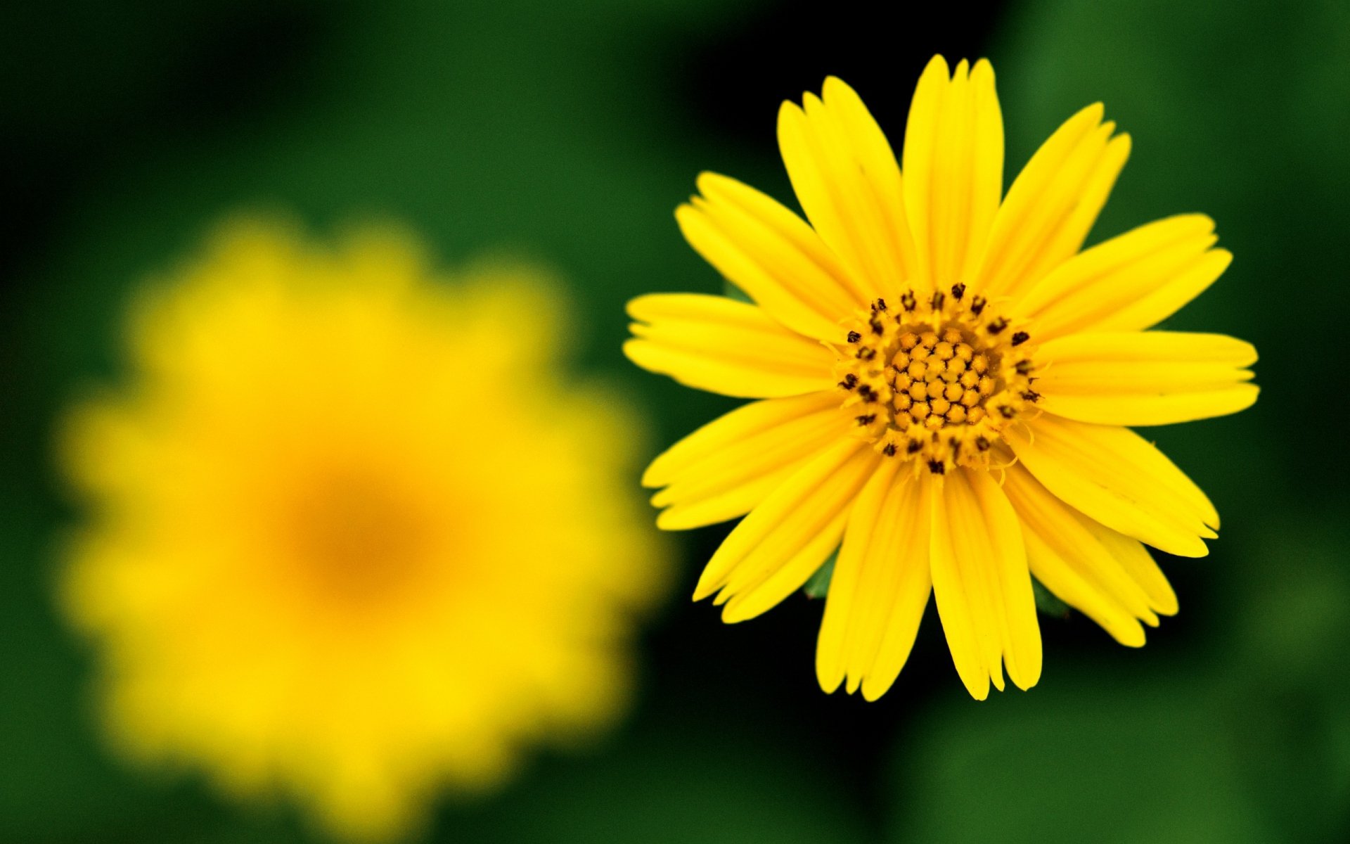 Download Nature Flower HD Wallpaper | 2560x1600 | Wallpaper Abyss