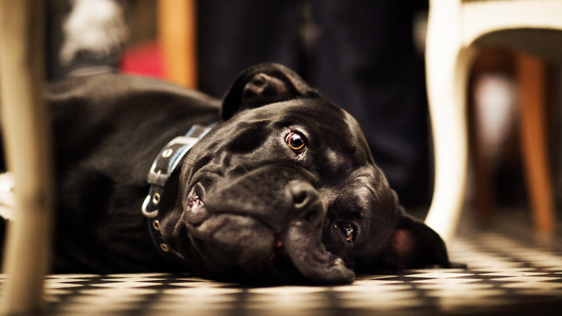 Pag Dog Hd Wallpapers Cool