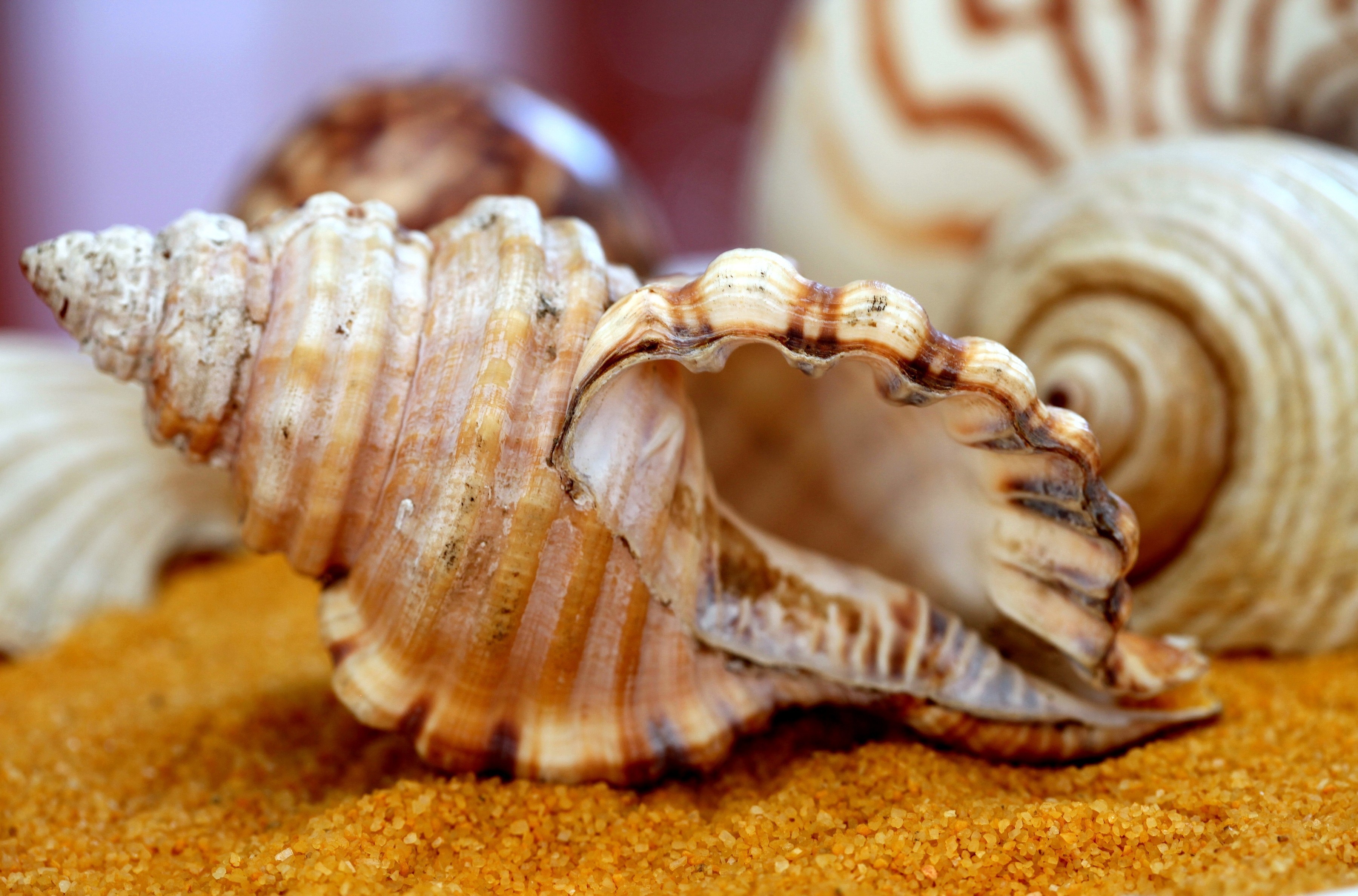 Download Nature Shell HD Wallpaper
