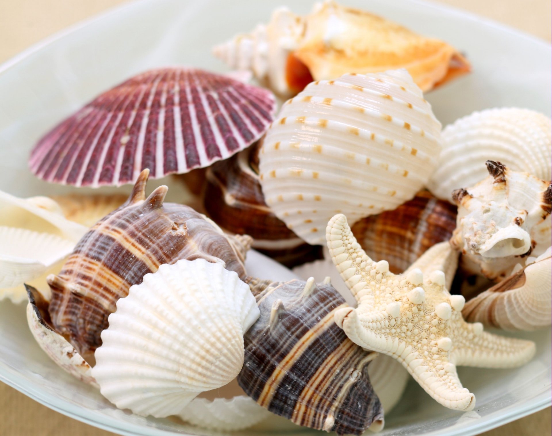 Shell Pattern Wallpaper High Resolution