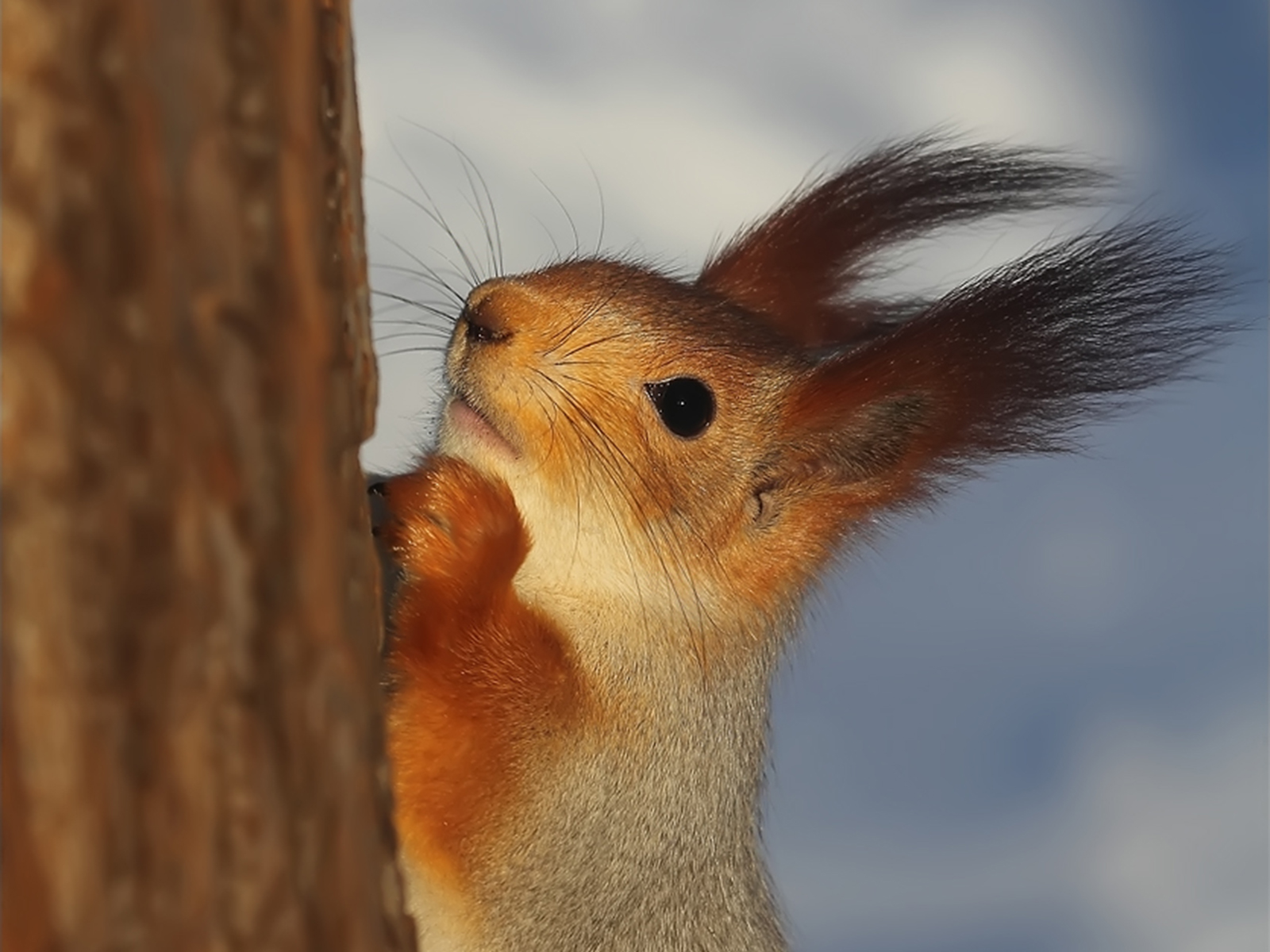 Animal Squirrel Wallpaper