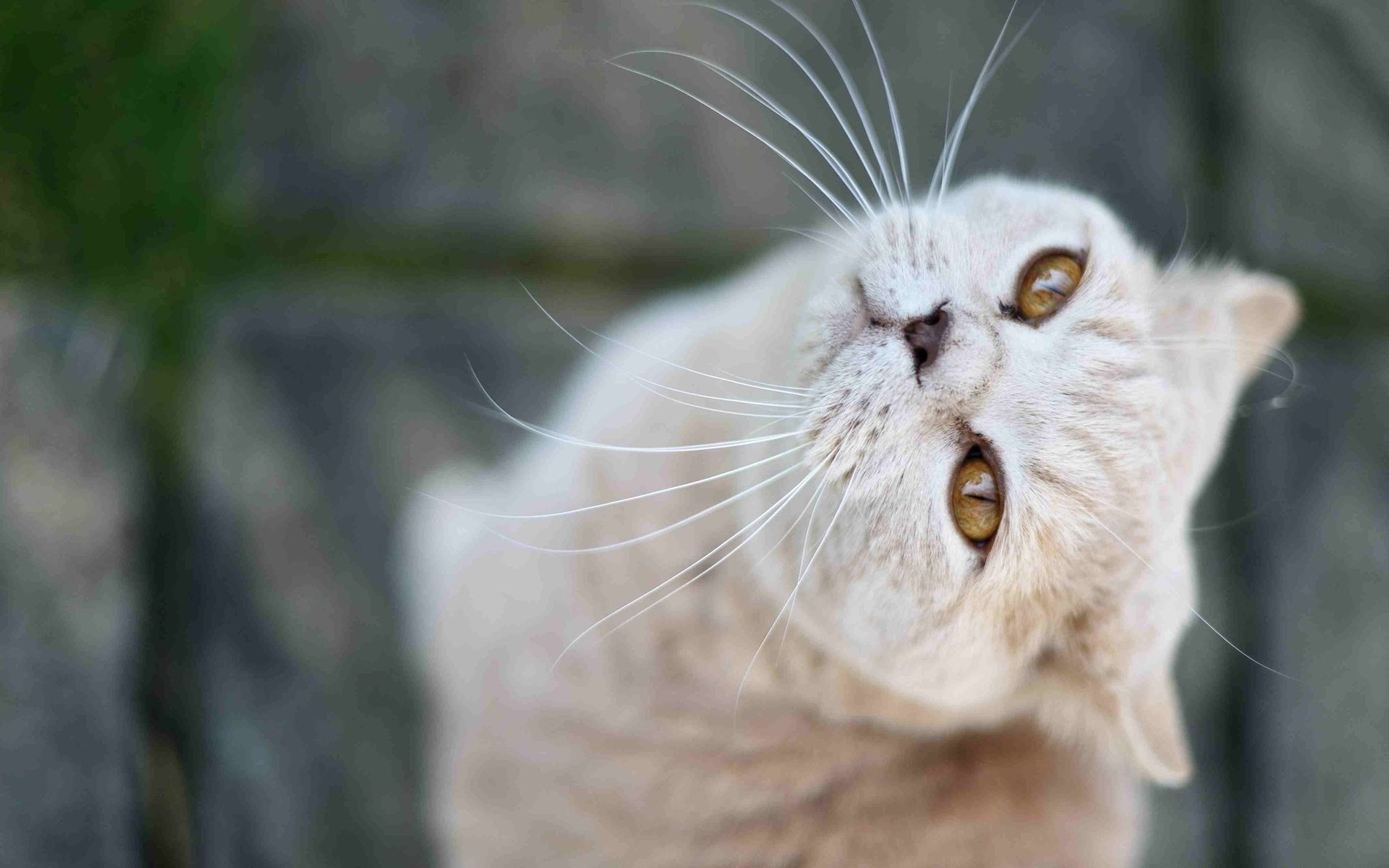 Majestic Cat Close-Up HD Wallpaper: A Feline Gaze | 1920x1200 ...