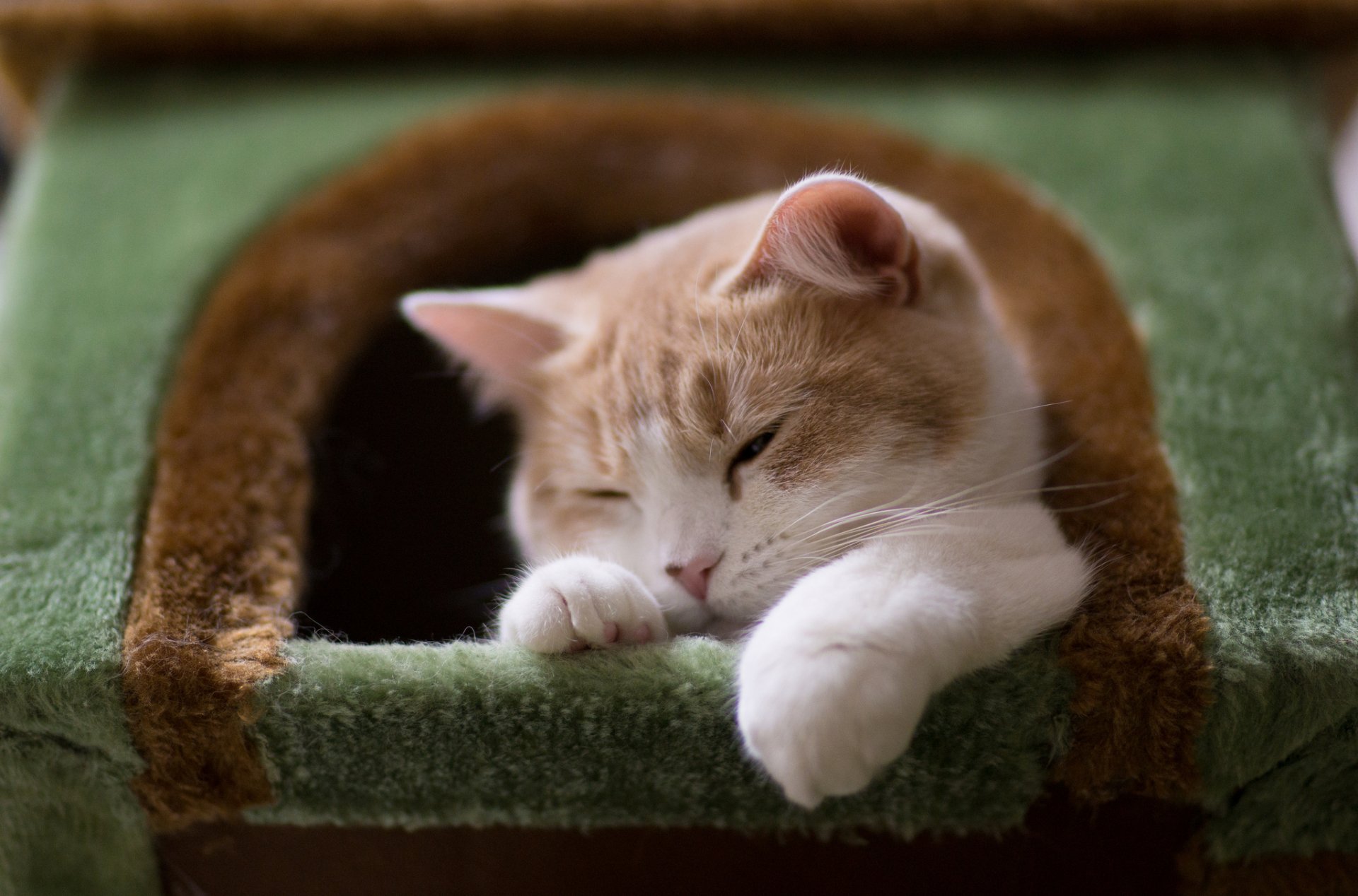 Cozy Cat HD Wallpaper for Animal Lovers