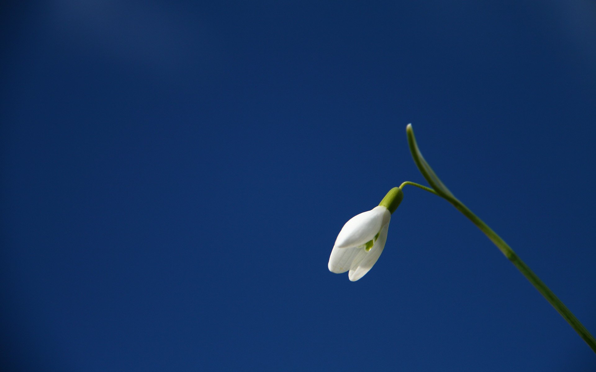 Solitary Snowdrop — HD Nature Wallpaper | 1920x1200 | Wallpaper Abyss