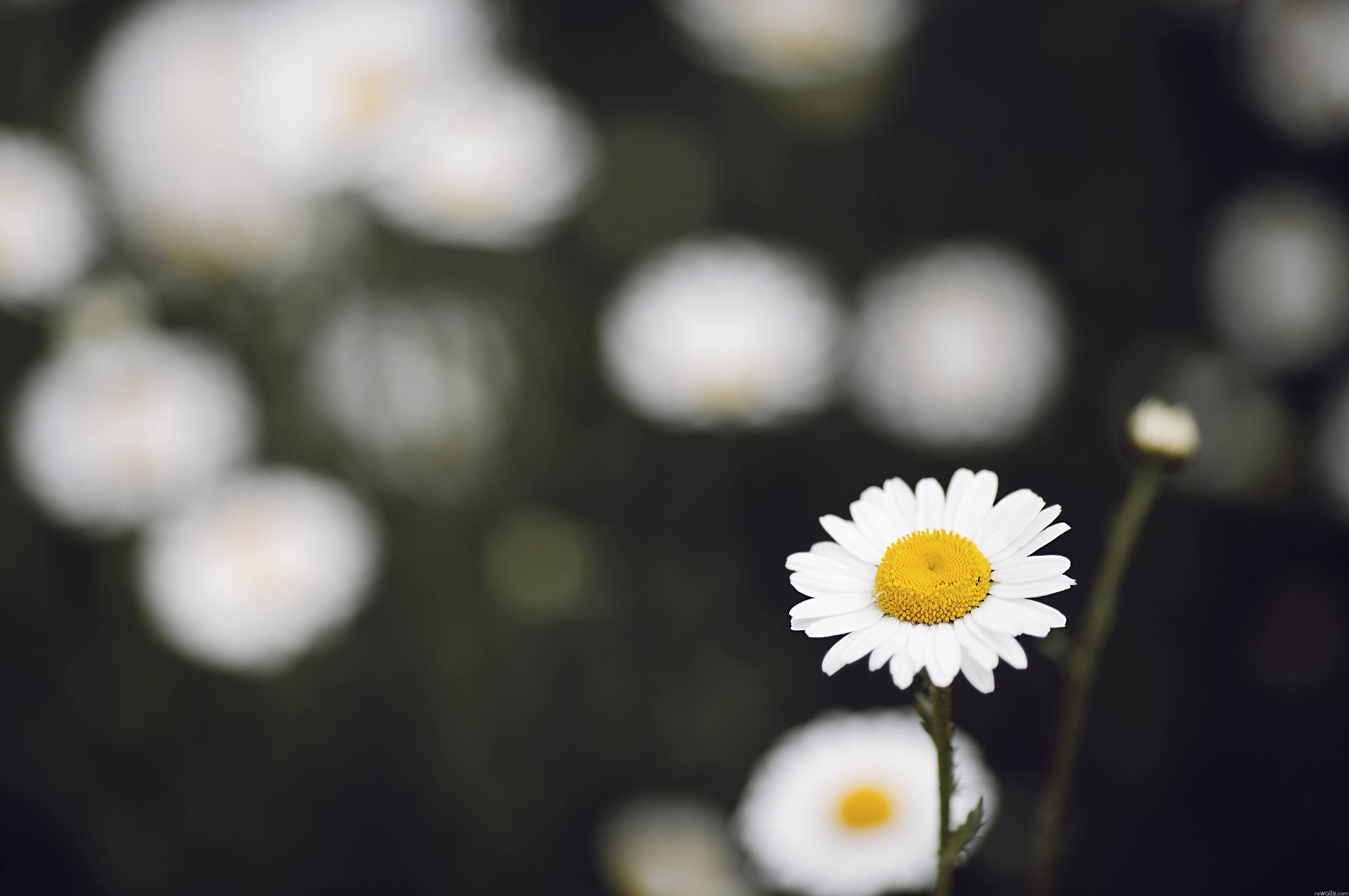 Daisy 4k Ultra HD Wallpaper