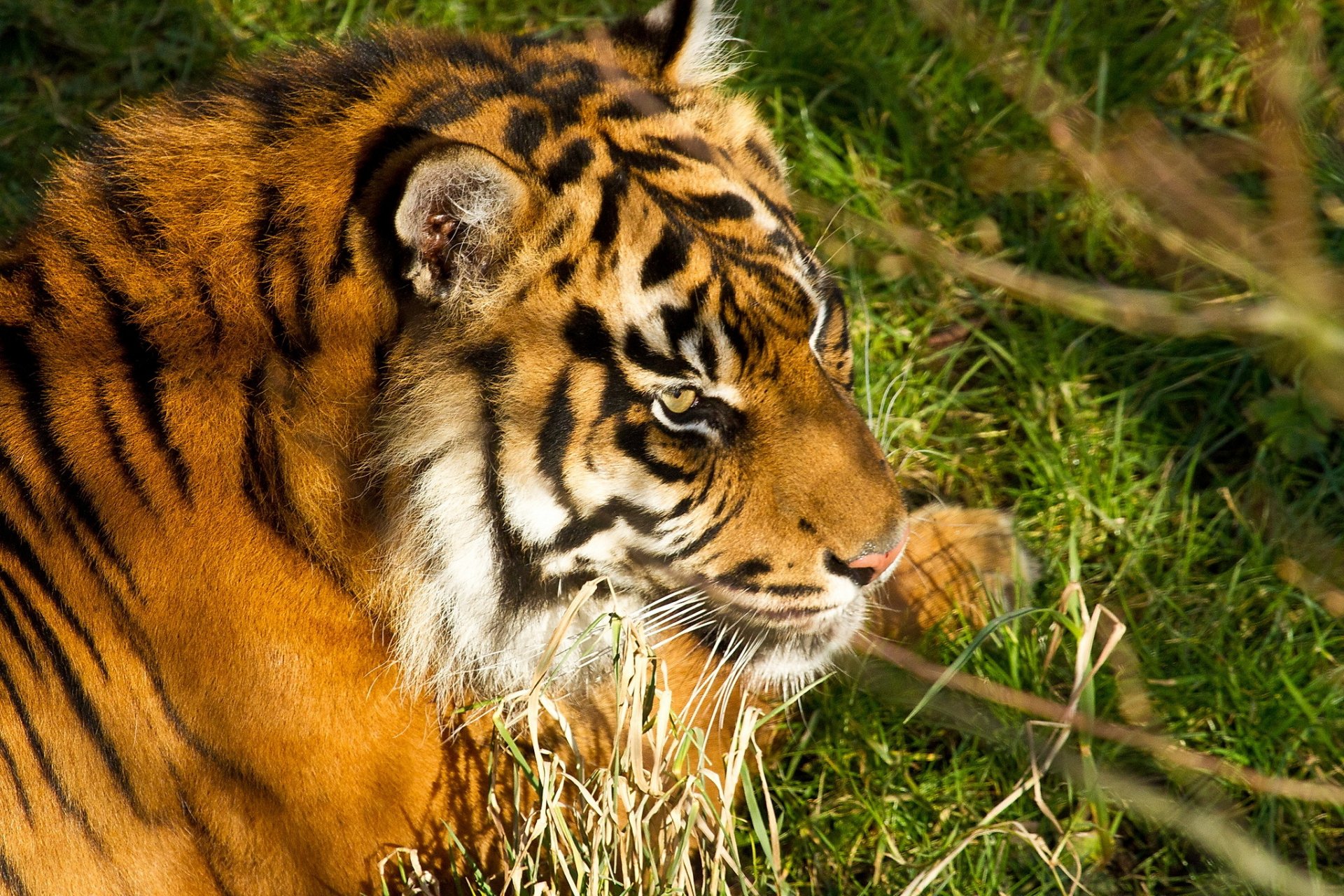 Majestic Tiger in HD: Nature’s Striking Wildlife Wallpaper | 2048x1365 ...