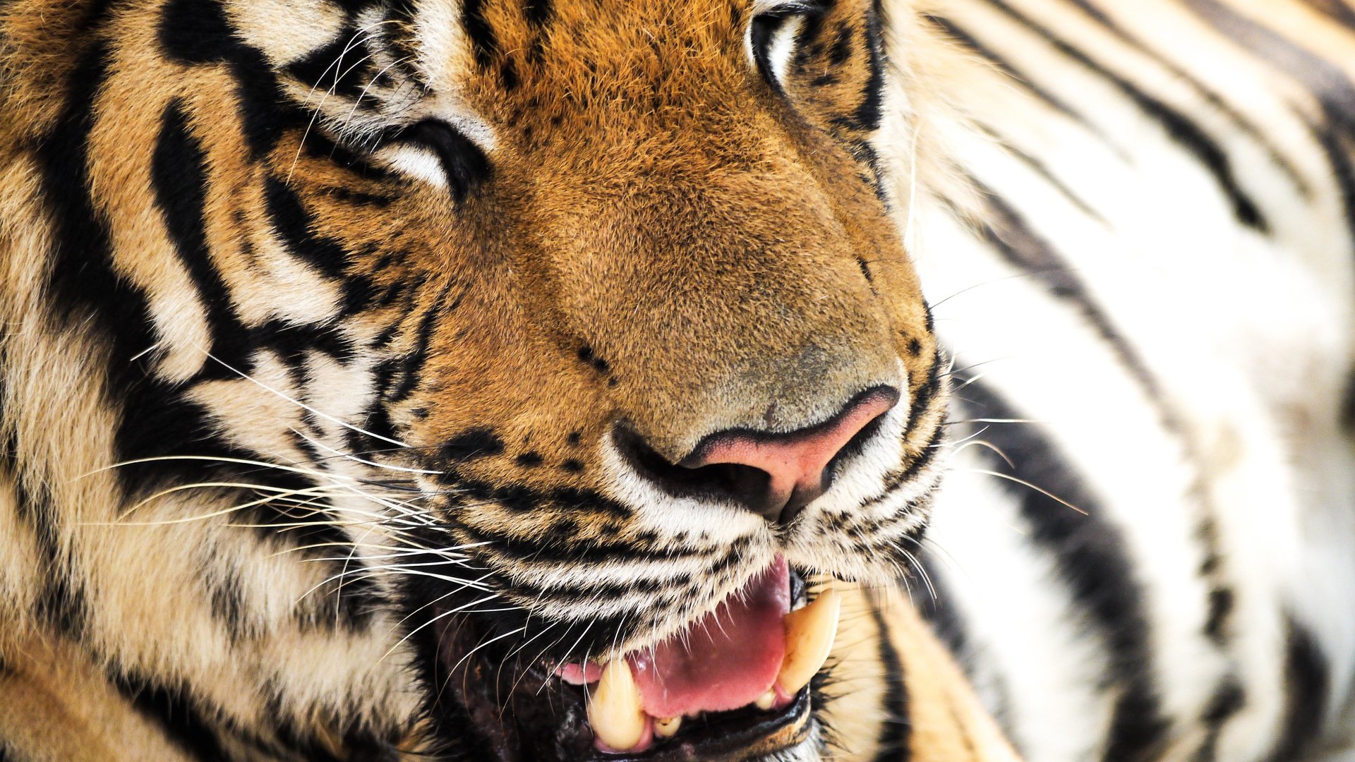 Majestic Tiger Close-Up | Stunning 4K Ultra HD Animal Wallpaper ...