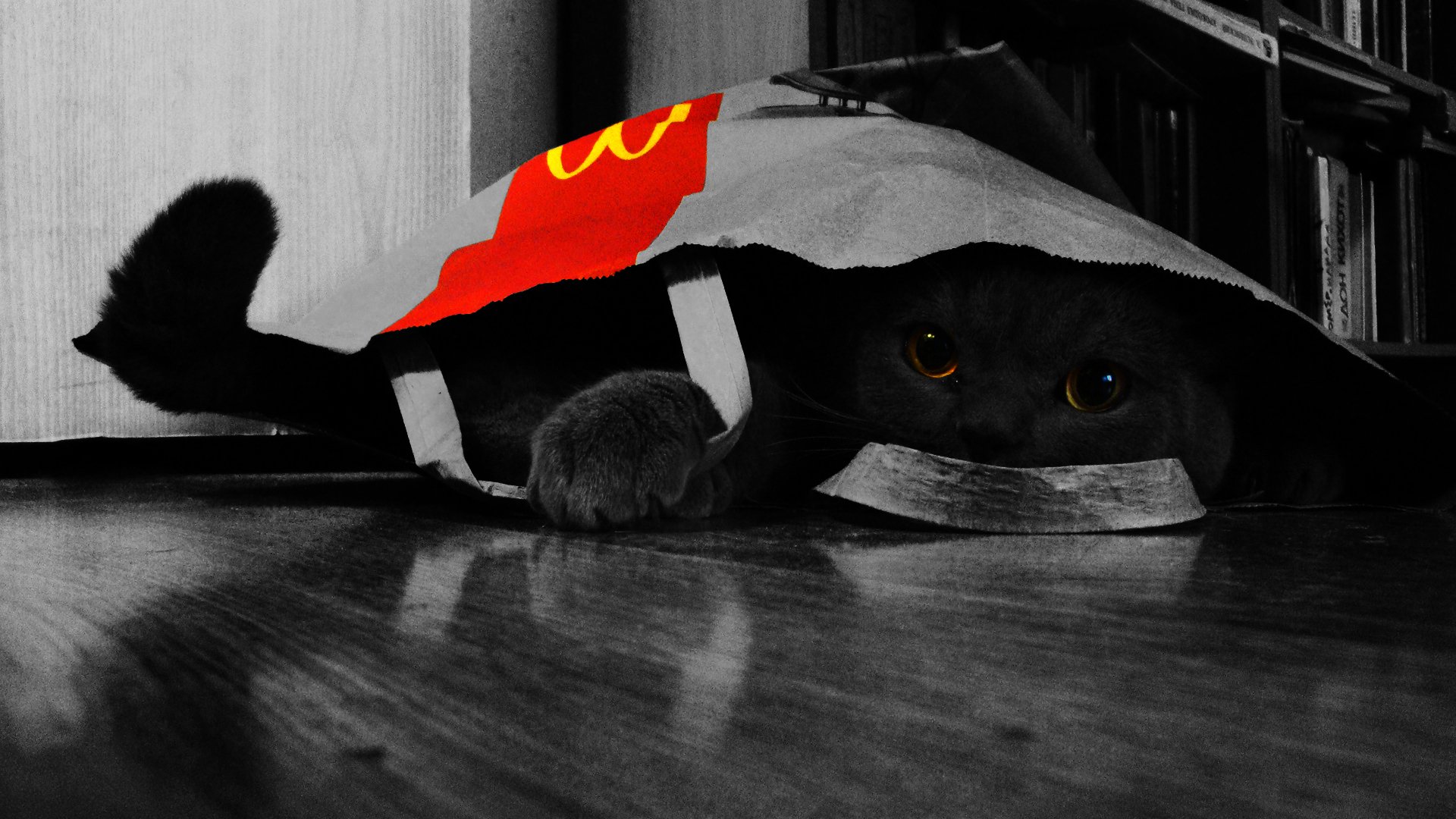 McCat by Nickthenik