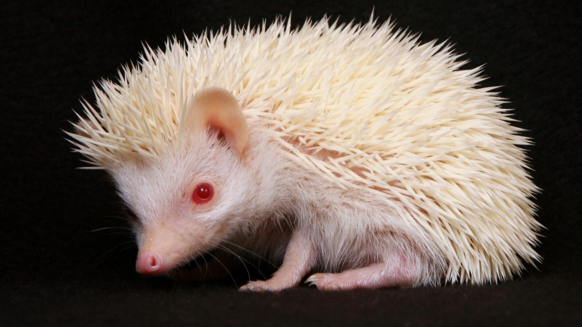Download Animal Hedgehog HD Wallpaper