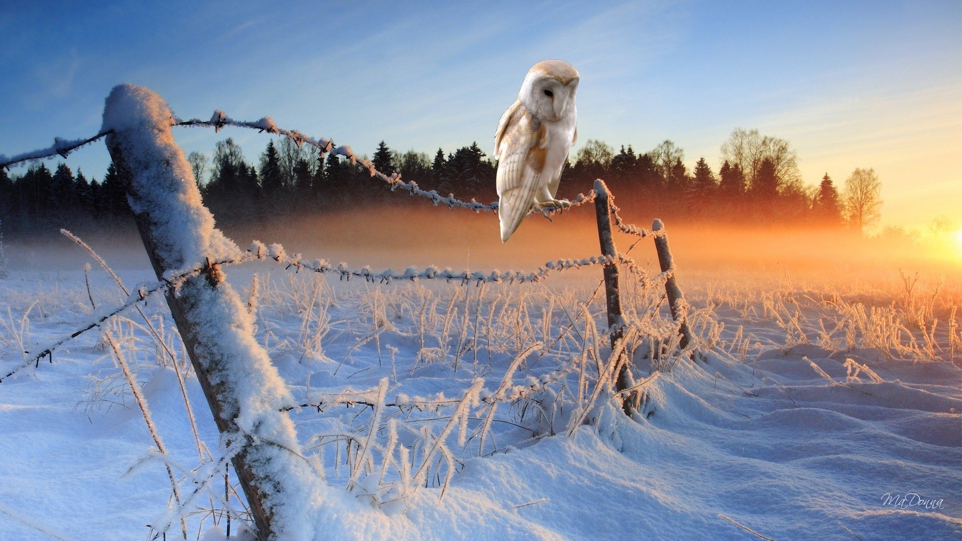 HD Wallpaper of a Majestic Barn Owl in a Winter Landscape