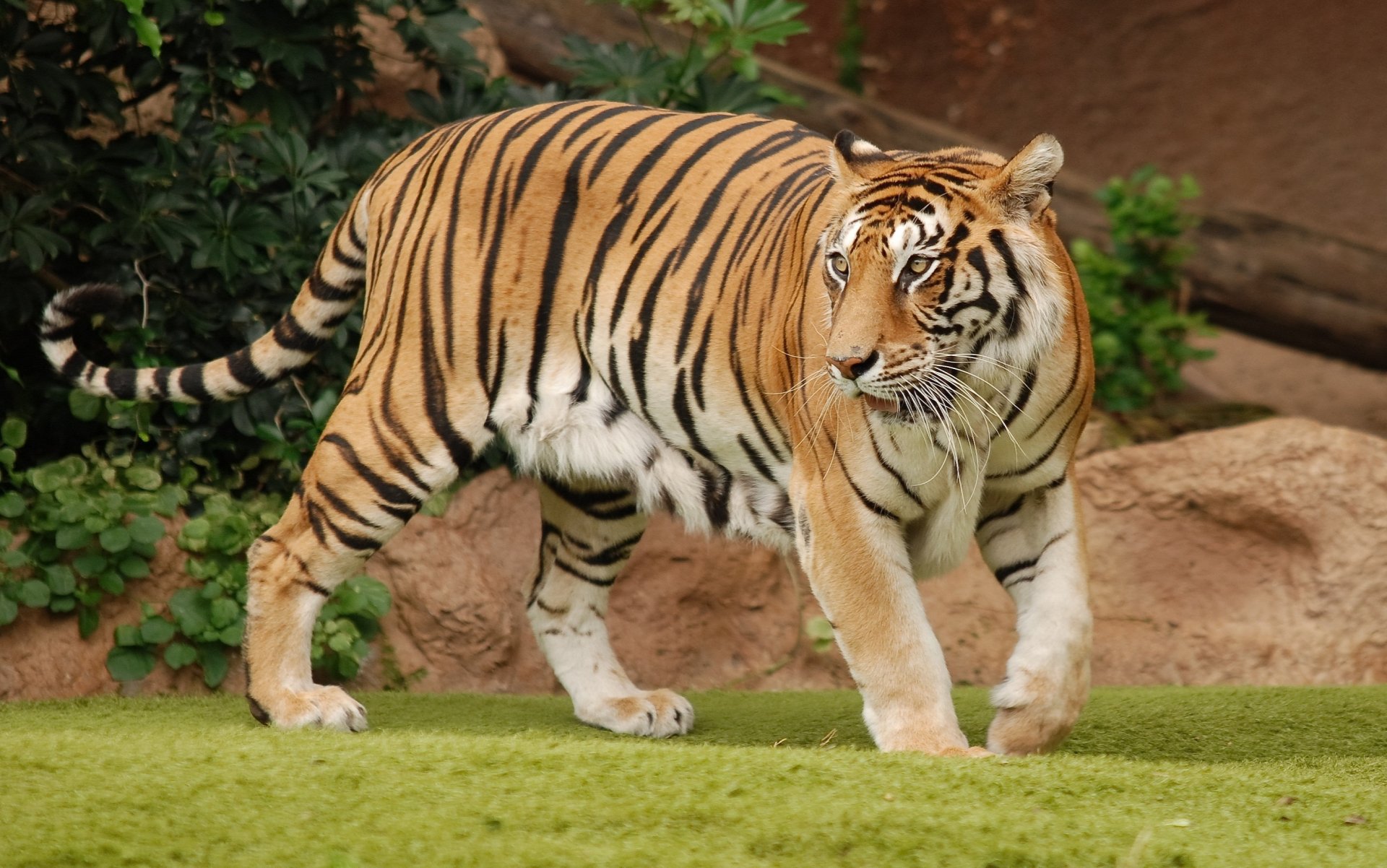 Majestic Tiger HD Wallpaper: Wild Beauty in Stunning Detail