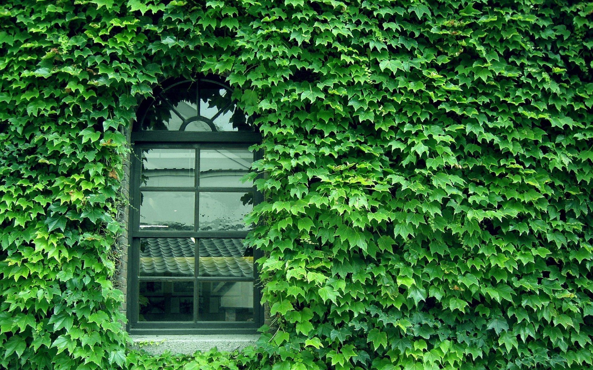 Verdant Frame: Ivy-Covered Window HD Wallpaper