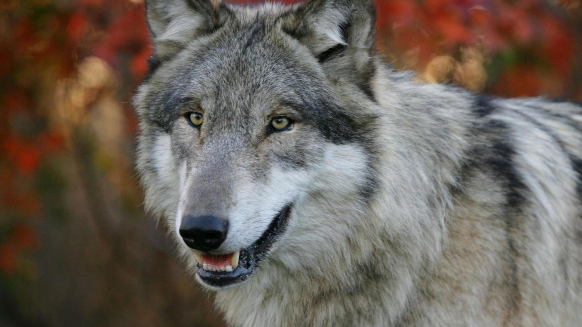 Stunning Wolf HD Wallpaper