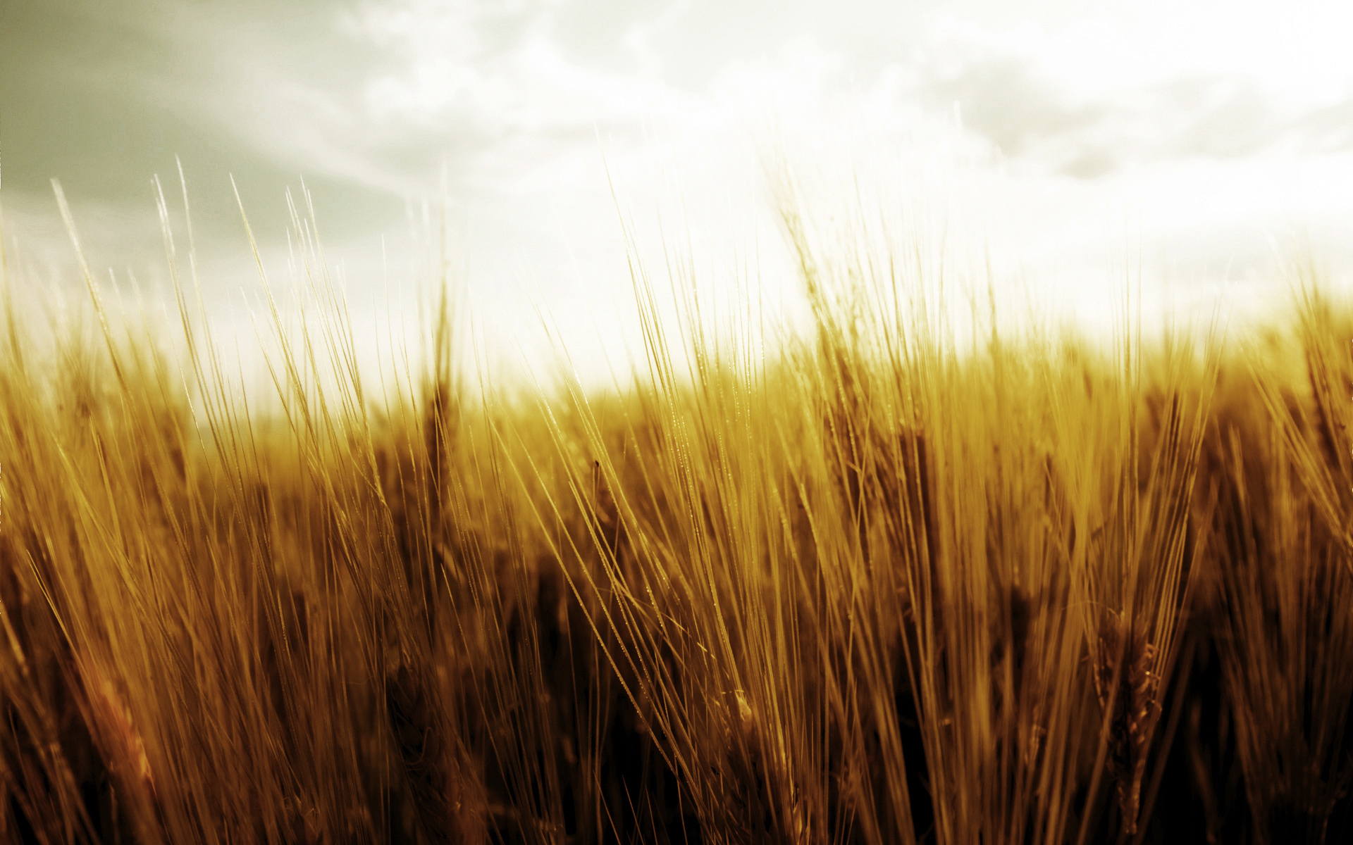 Download Nature Wheat HD Wallpaper