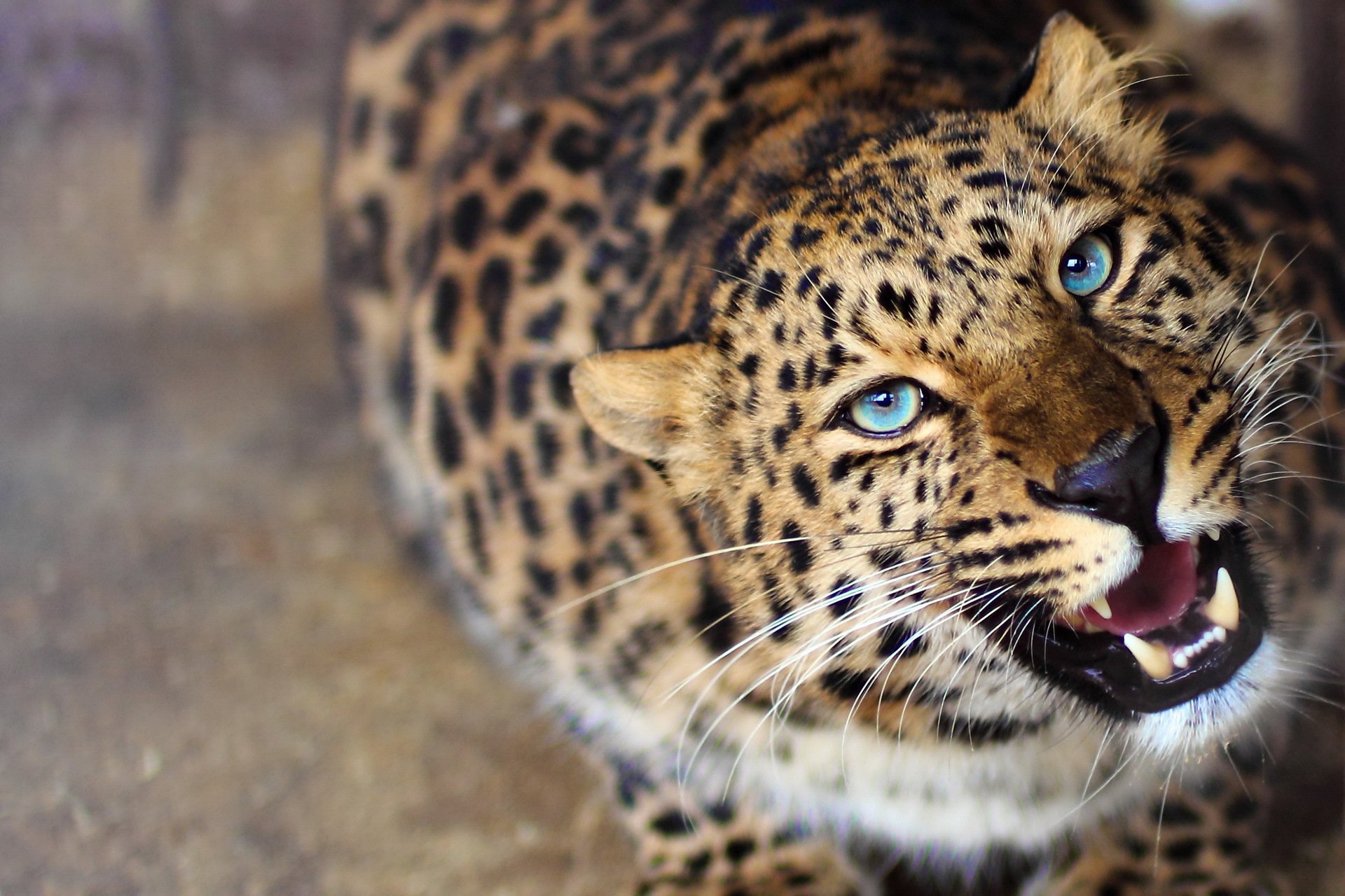 Download Animal Leopard HD Wallpaper