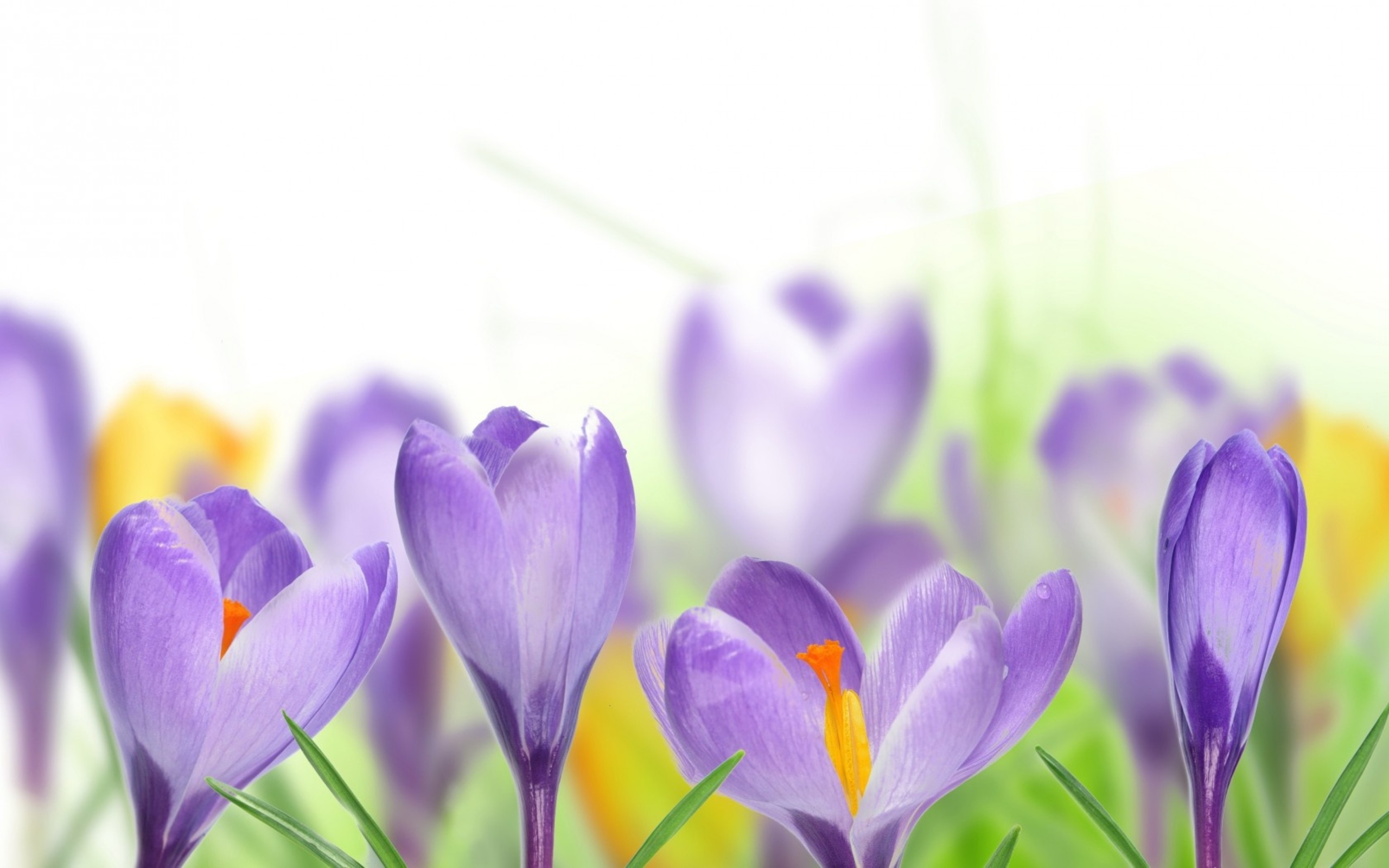 Download Purple Flower Flower Nature Crocus HD Wallpaper
