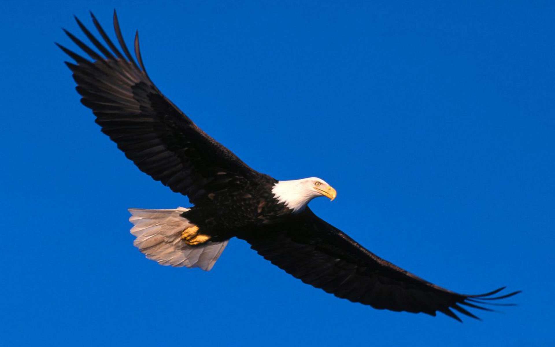 Download Animal Bald Eagle HD Wallpaper