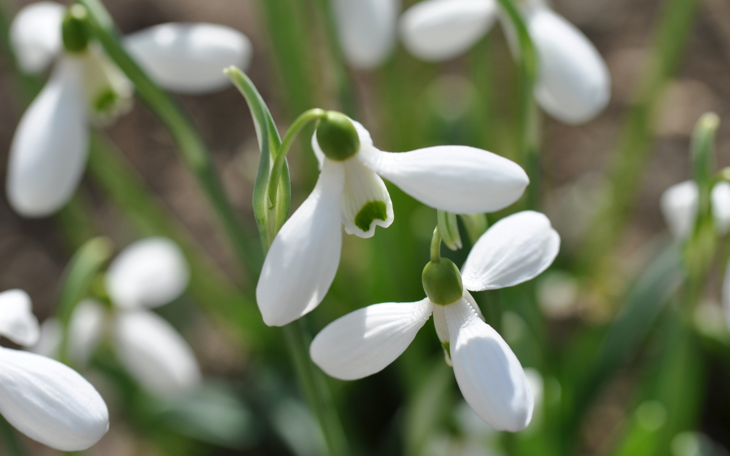 Download Flower Nature Snowdrop HD Wallpaper