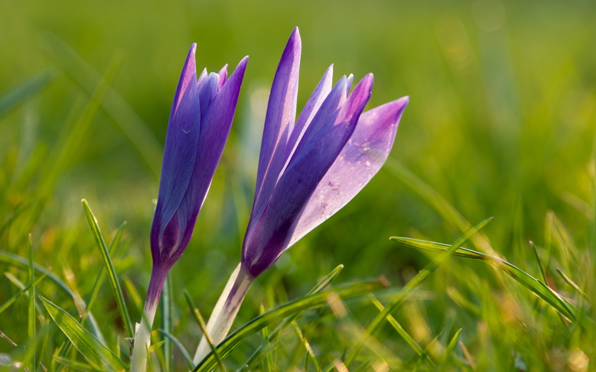 Purple Crocuses Wallpapers Hd Wallpapers Id 12692