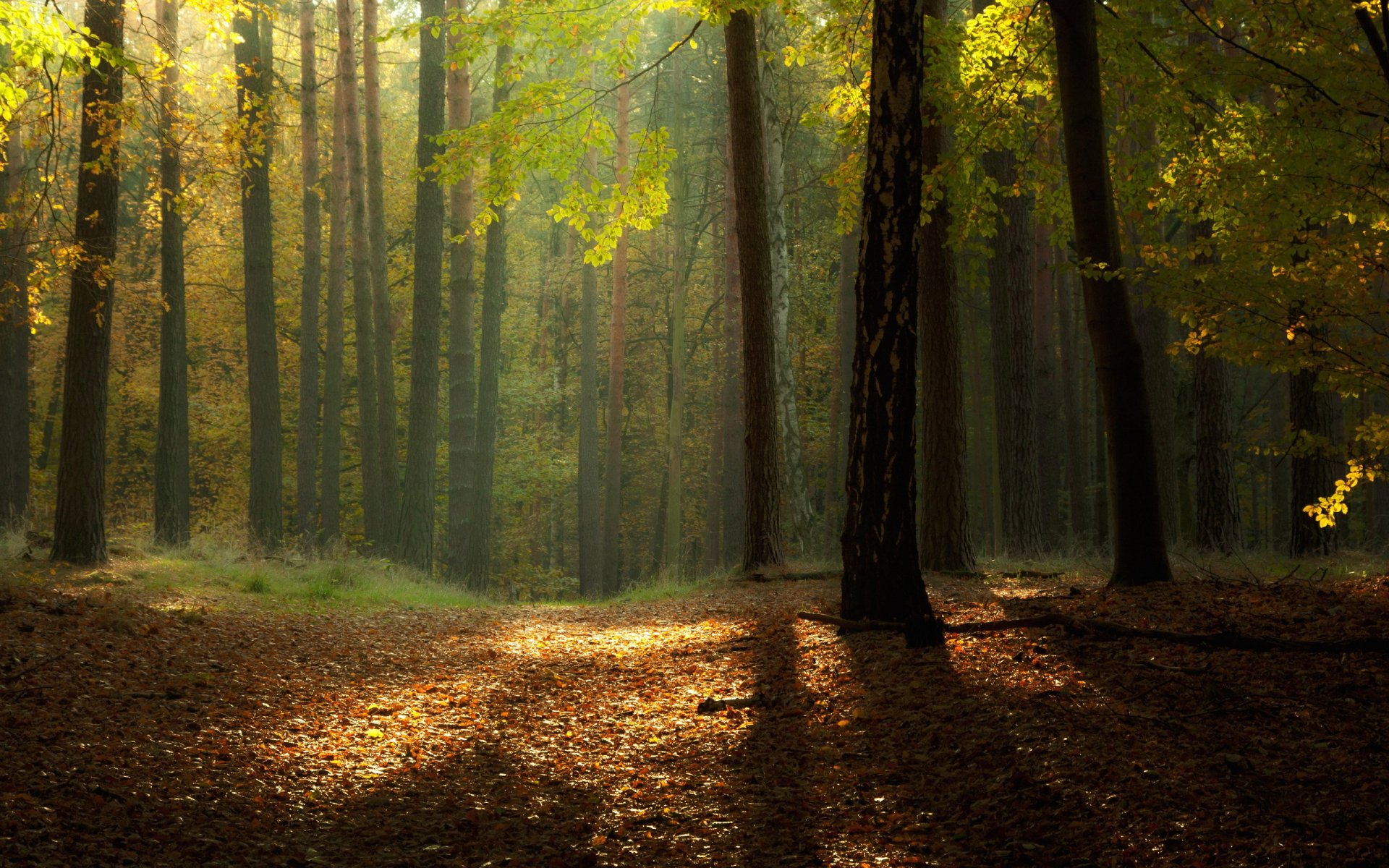 Sunlit Forest — 2K Quad HD Nature Wallpaper | 2560x1600 | Wallpaper Abyss