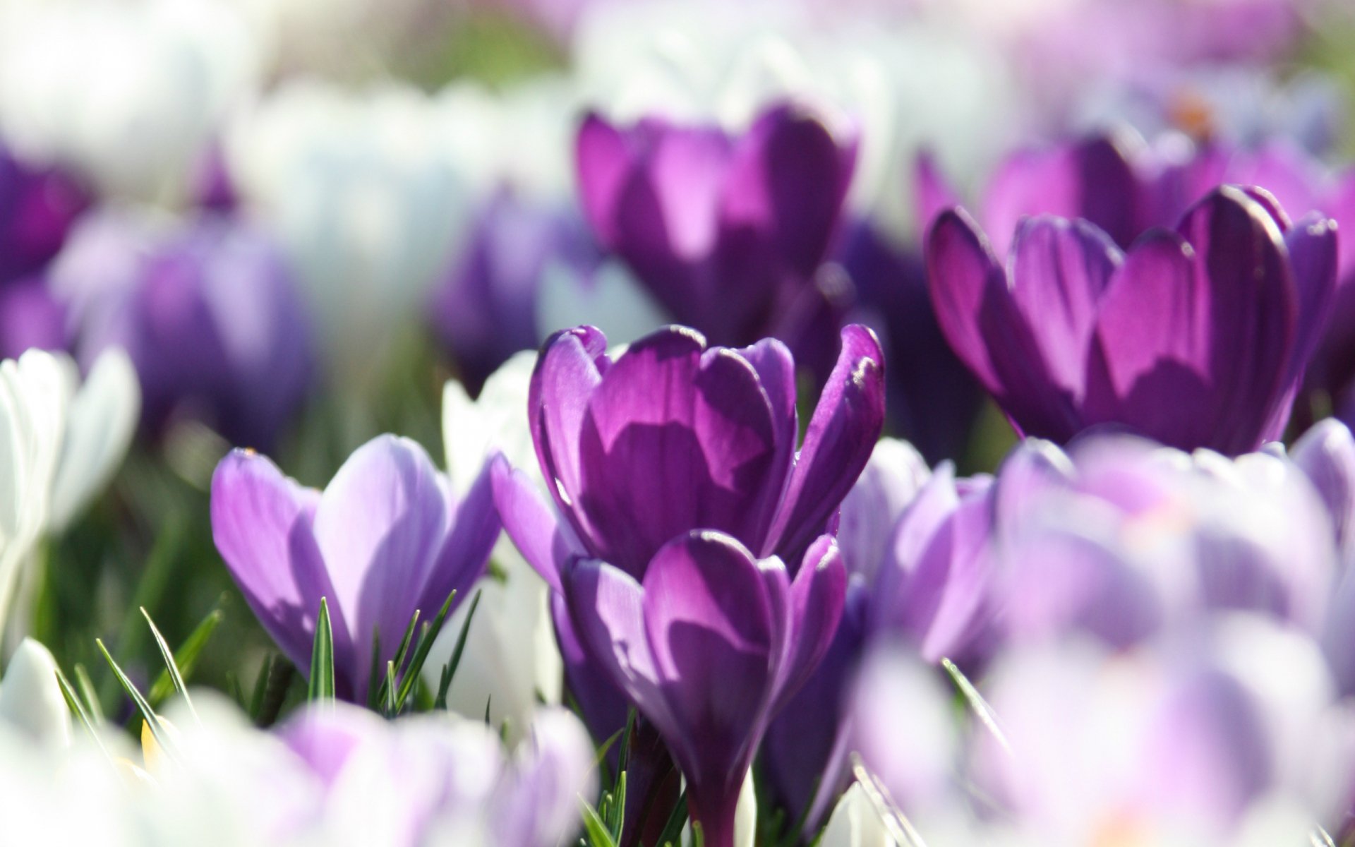 Purple Crocuses Wallpapers Hd Wallpapers Id 12692