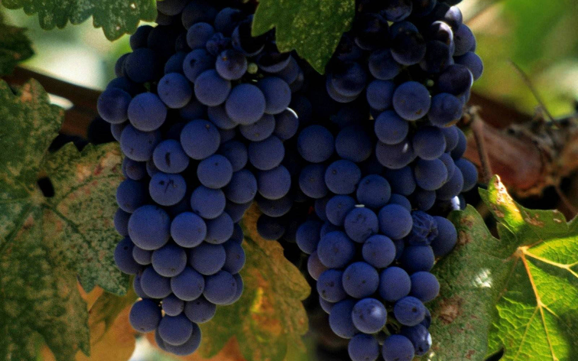 Stunning HD Wallpaper of Juicy Grapes