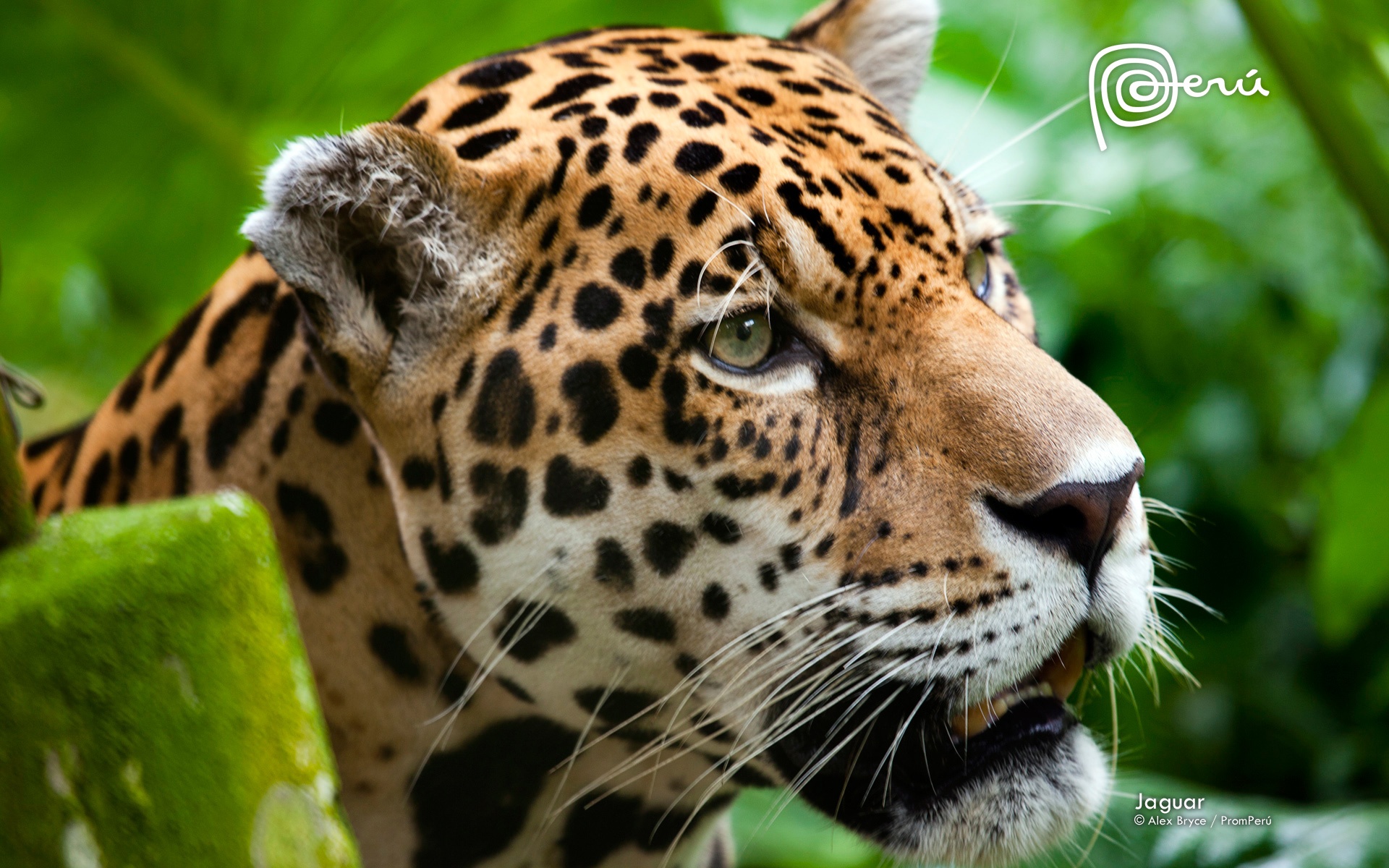 Download Animal Leopard HD Wallpaper