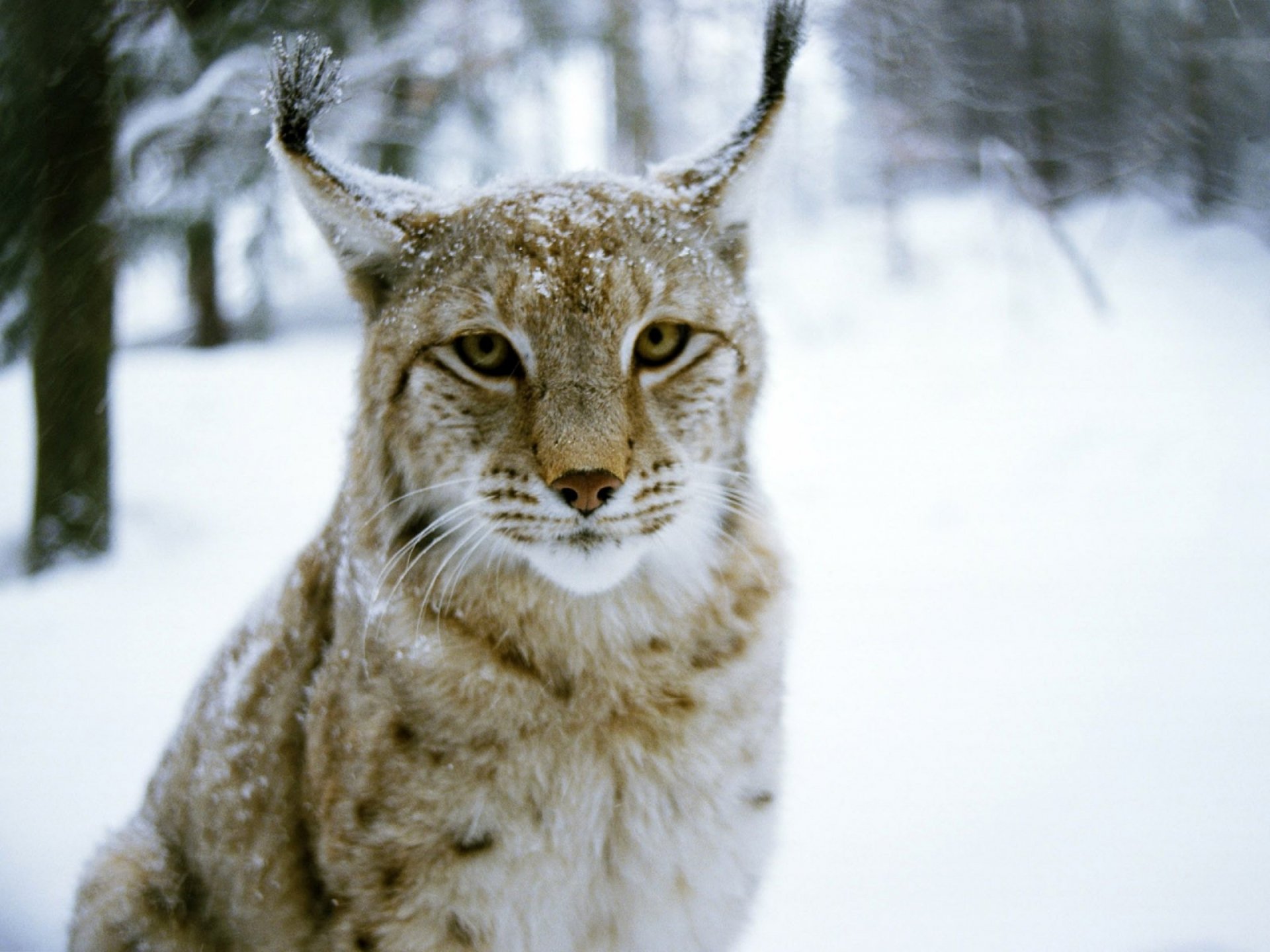 Download Animal Lynx HD Wallpaper | 2560x1920 | Wallpaper Abyss