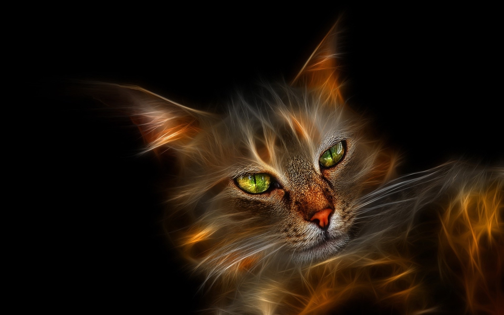 Animal Cat HD Wallpaper