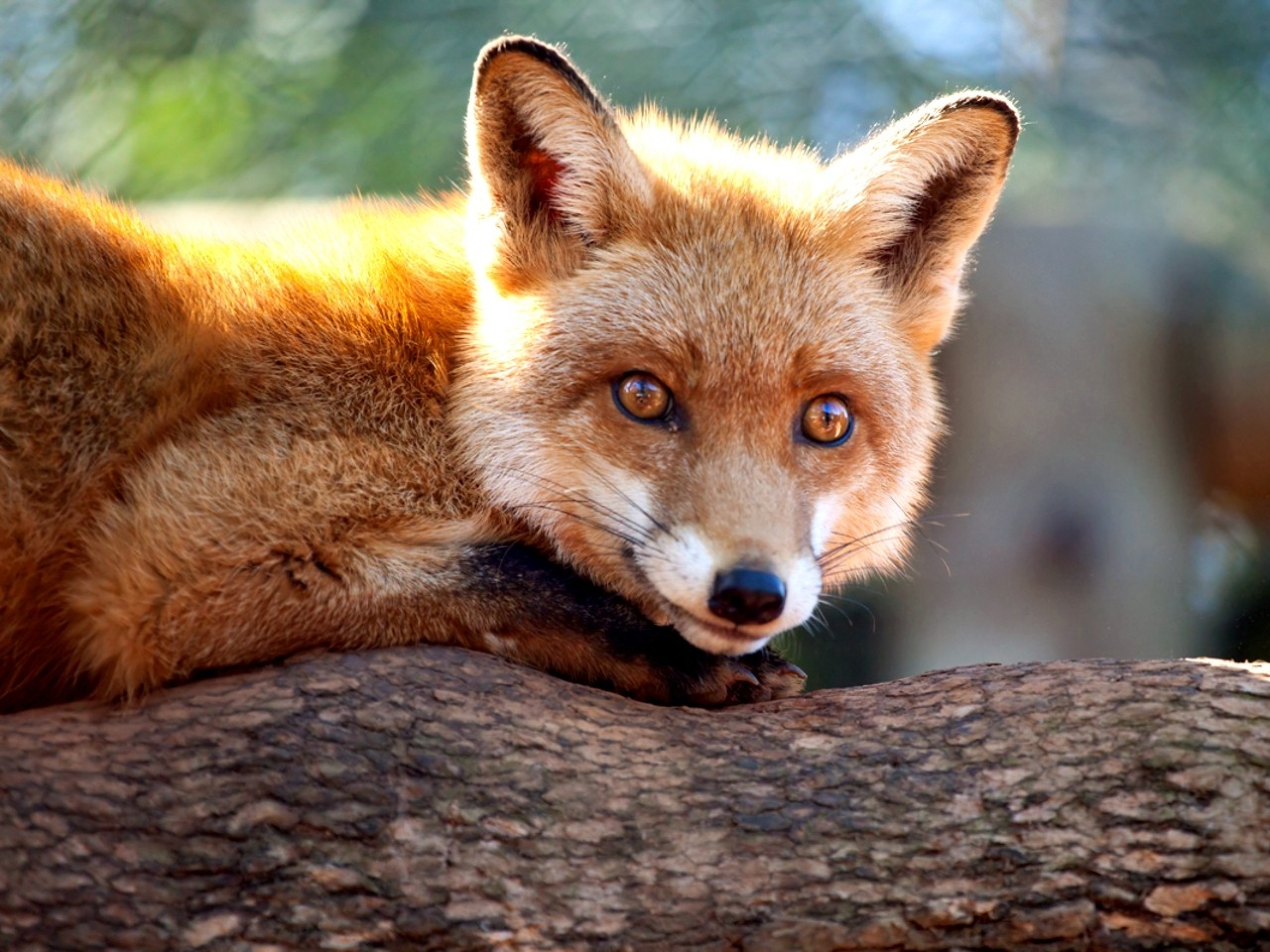 Download Animal Fox HD Wallpaper