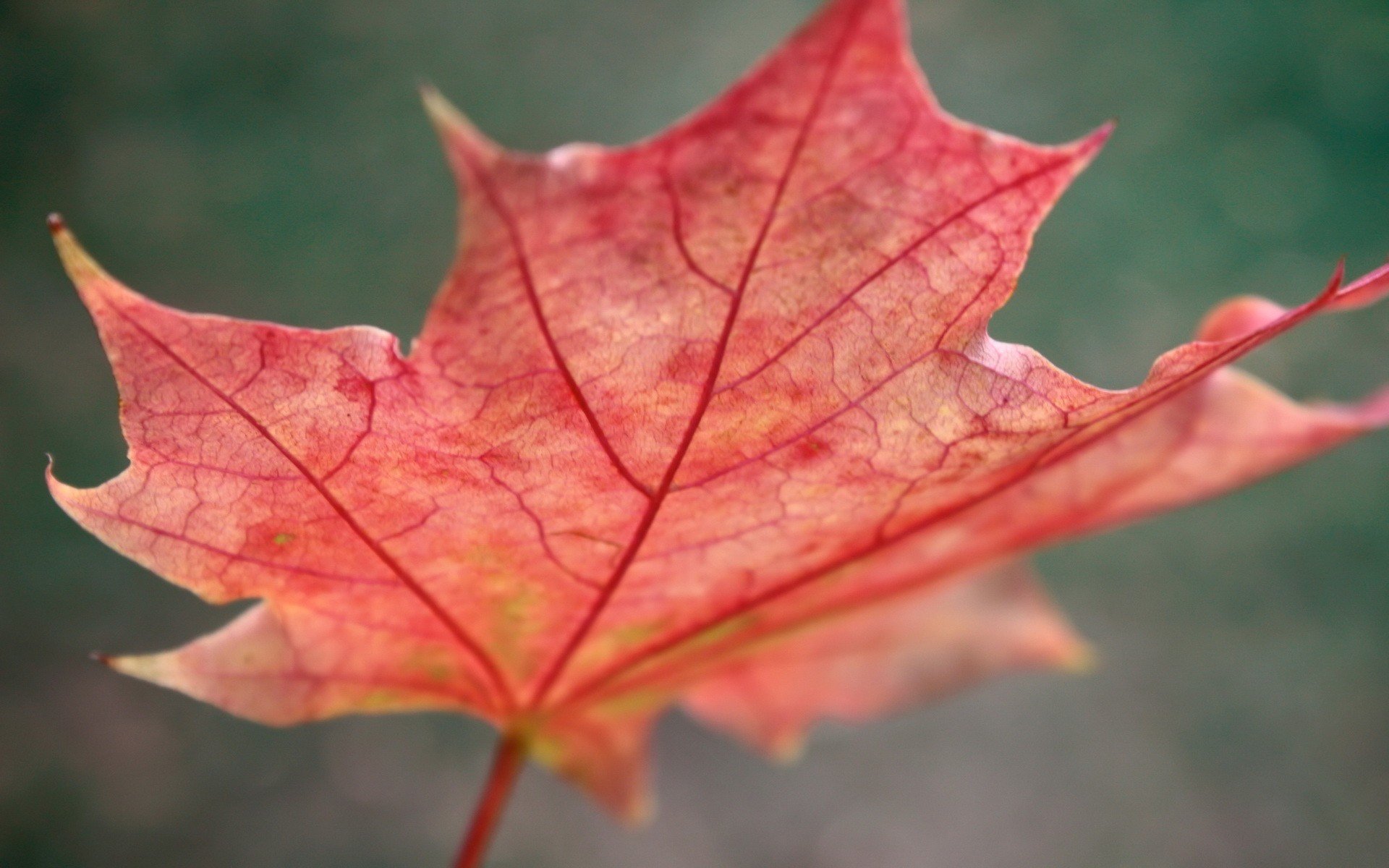 Nature Leaf HD Wallpaper